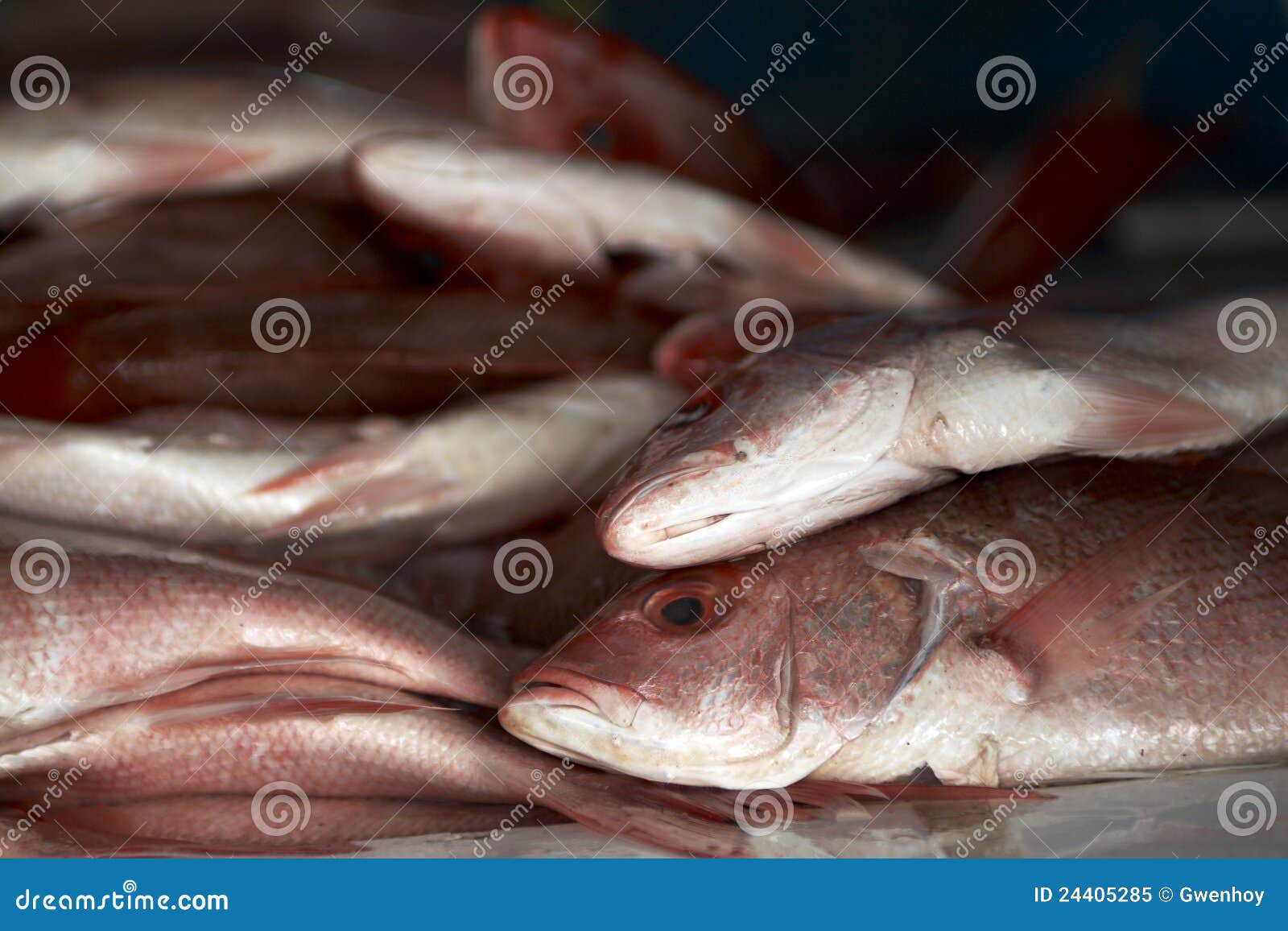 Pink Fish stock image. Image of mexico, poisson, mexique - 24405285