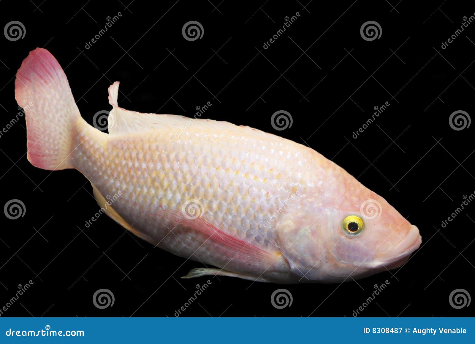 Pink Fish Scale Texture Of Oreochromis Niloticus-mossambicus , Nature ...