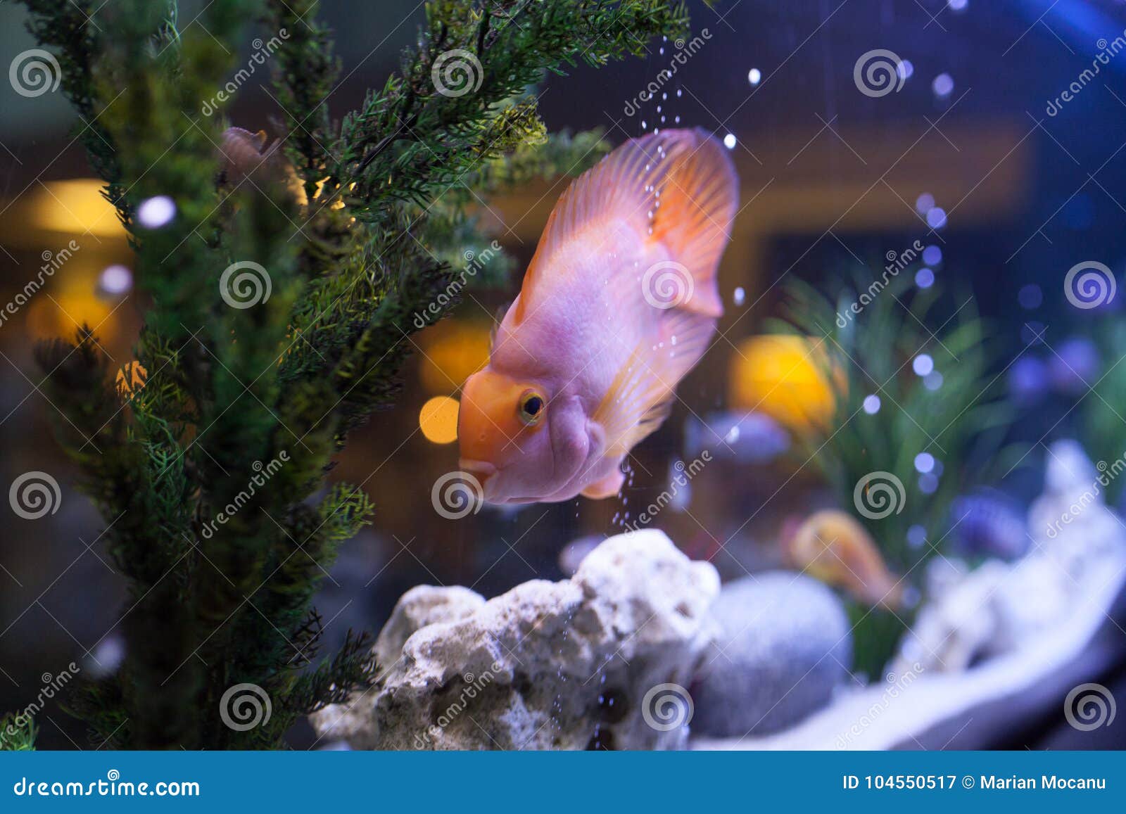 Pink fish in aquarium stock image. Image of ocean, fish - 104550517