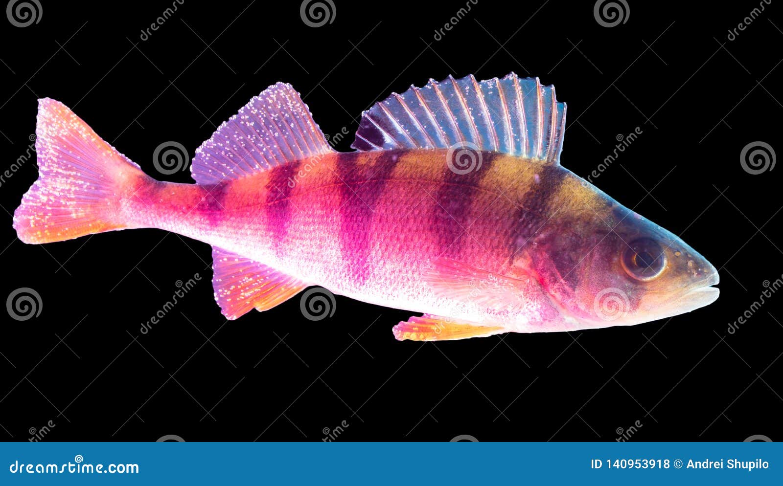 Pink Fish Perch Isolated on Black Color Stock Photo - Image of aquarium ...