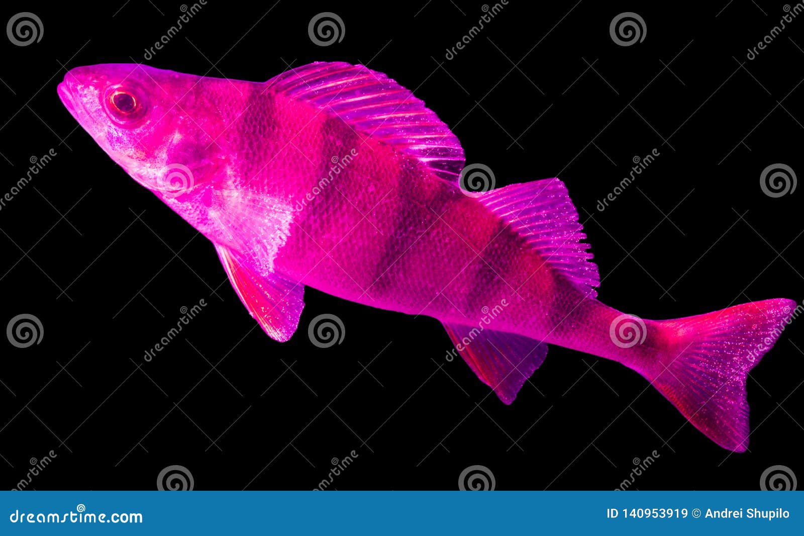 Pink Fish Perch Isolated on Black Color Stock Image - Image of eyes ...