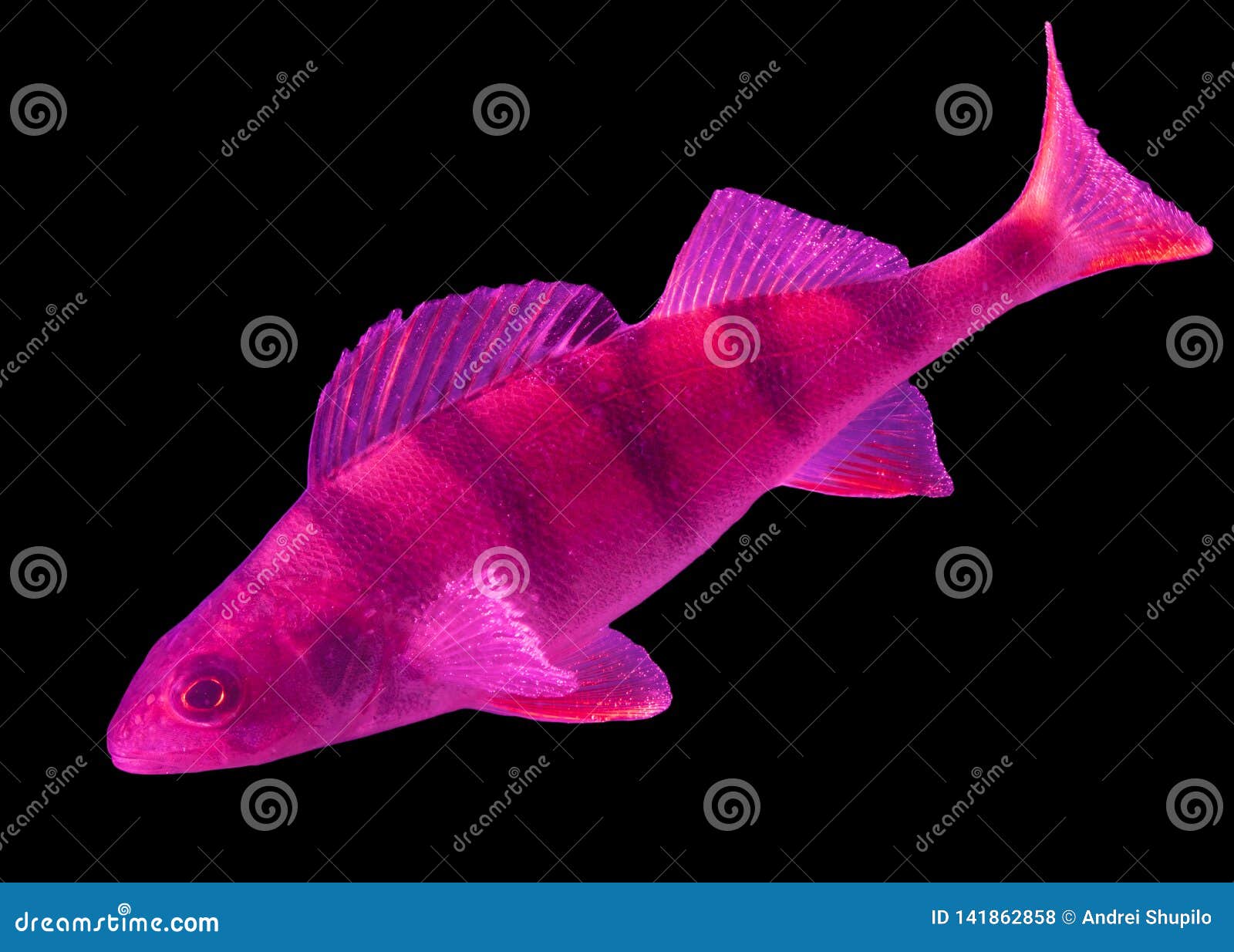 Pink Fish Perch Isolated on Black Color Stock Photo - Image of black ...