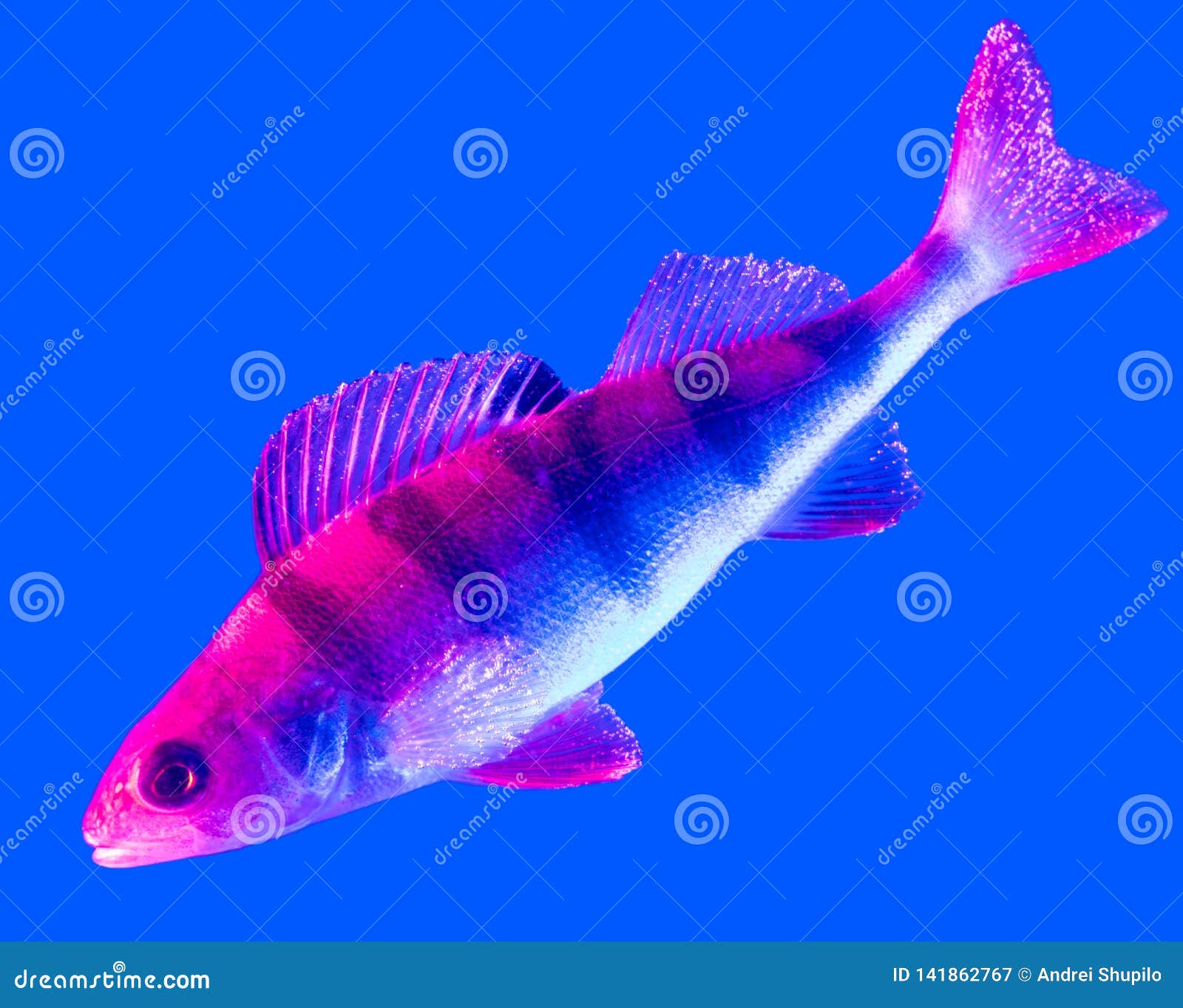 Pink Fish Perch Isolated on Blue Background Stock Image - Image of blue ...