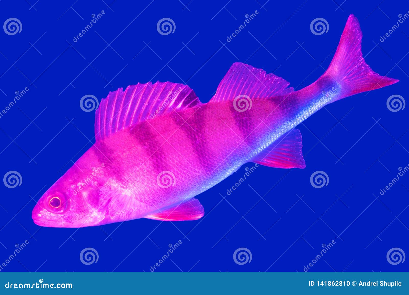 Pink Fish Perch Isolated on Blue Background Stock Photo - Image of fish ...