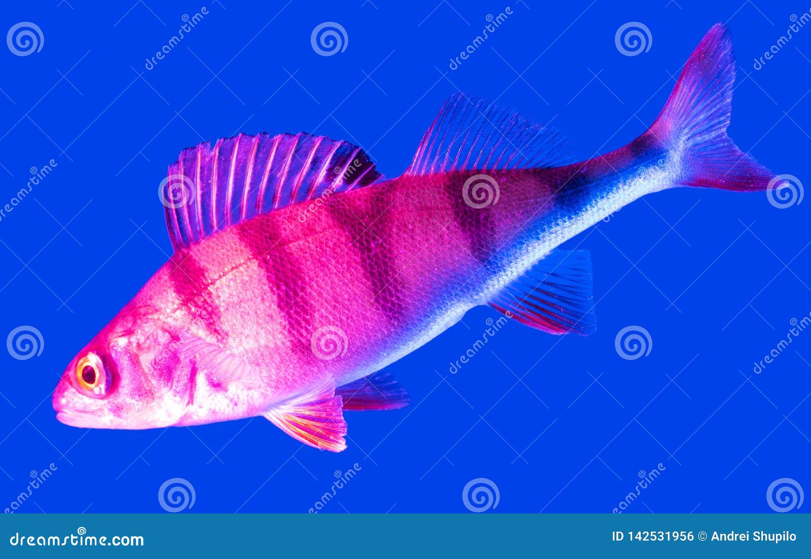 Pink Fish Perch Isolated on Blue Background Stock Photo - Image of ...