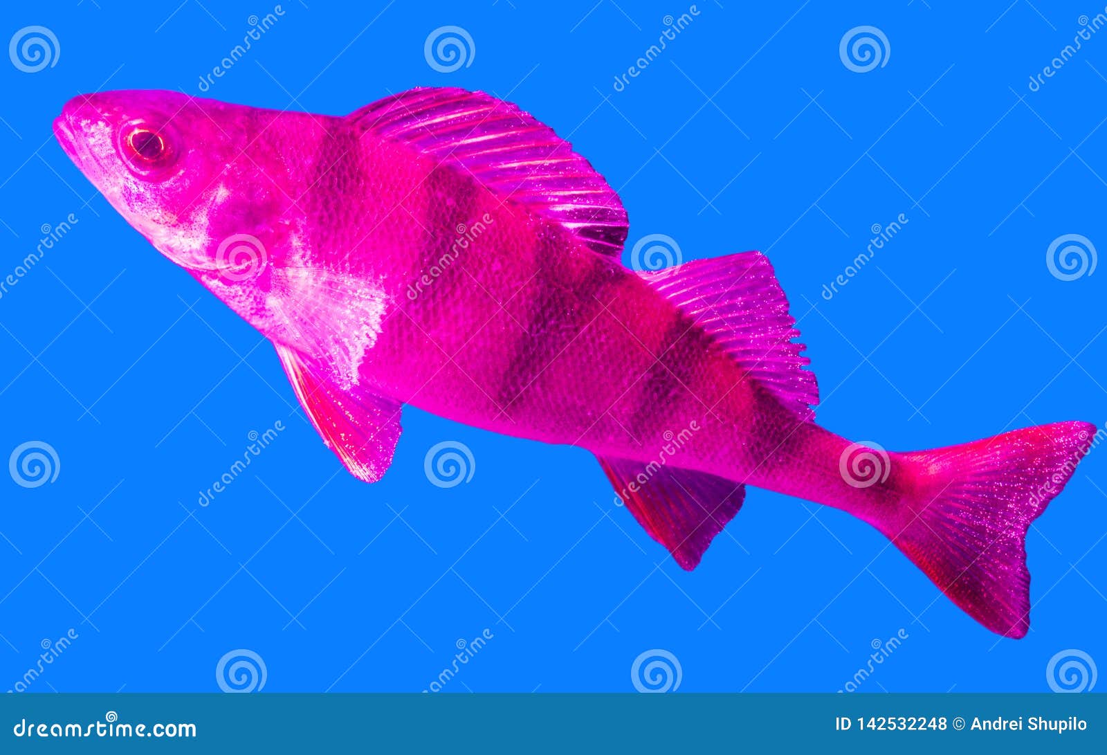 Pink Fish Perch Isolated on Blue Background Stock Photo - Image of ...