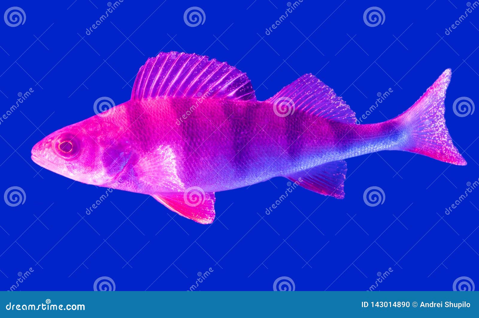 Pink Fish Perch Isolated on Blue Background Stock Photo - Image of ...