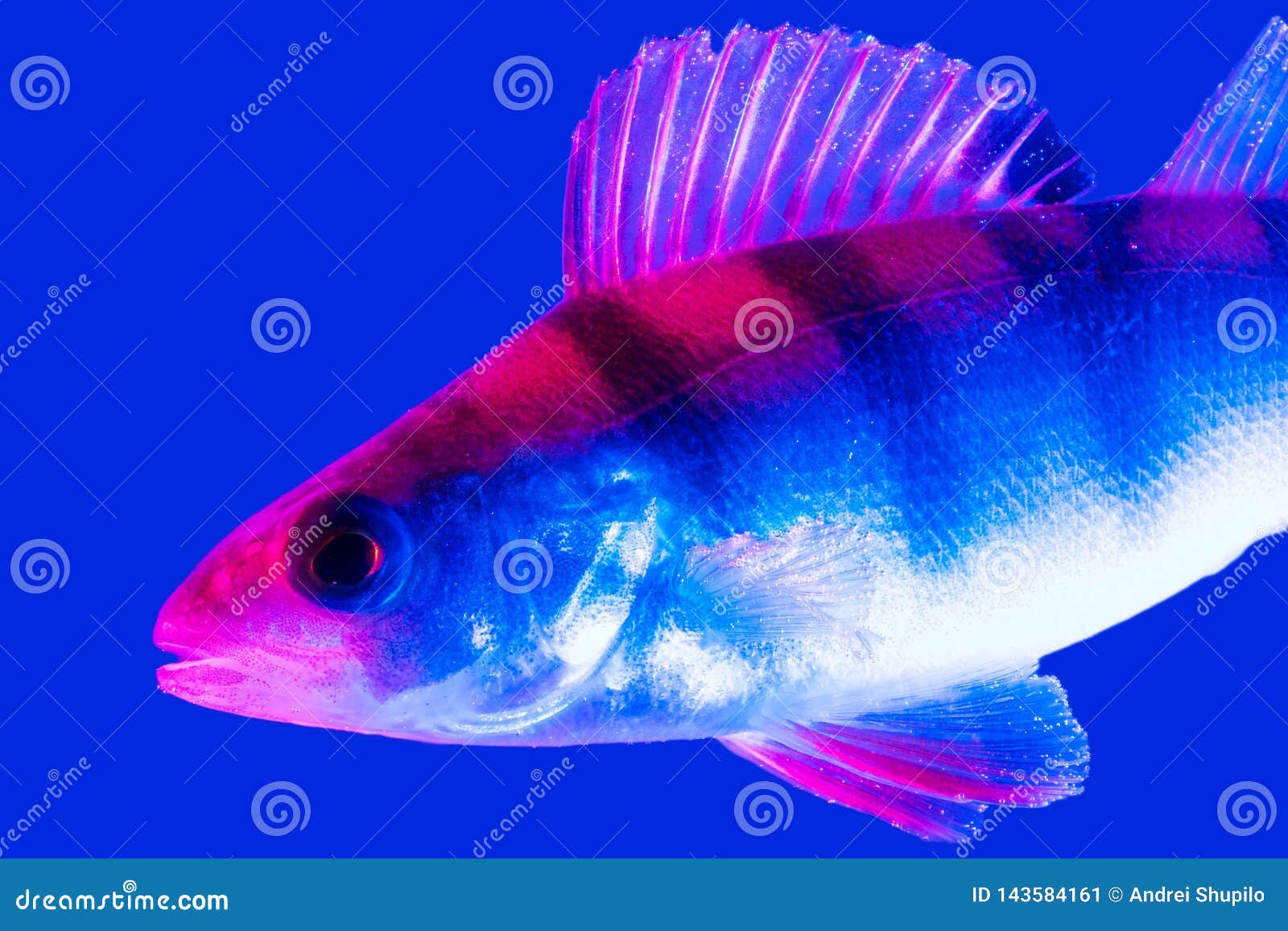 Pink Fish Perch Isolated on Blue Background Stock Image - Image of ...