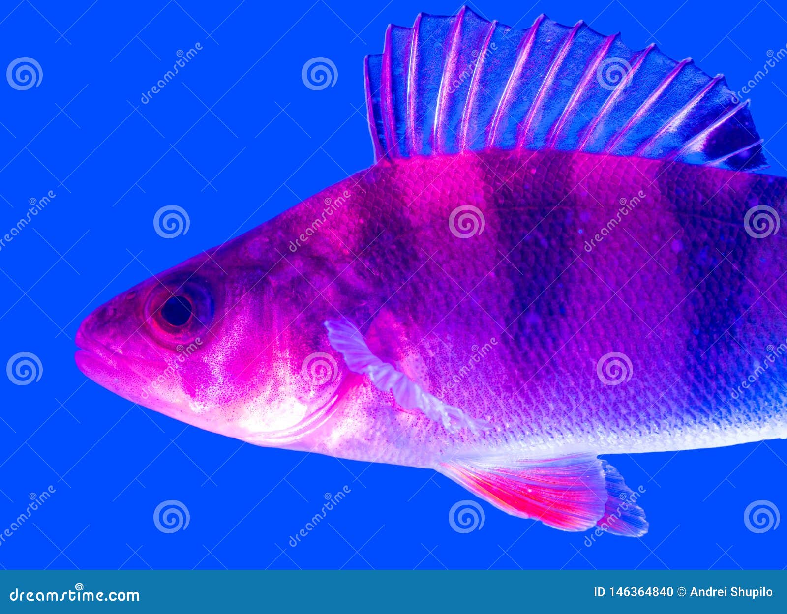 Pink Fish Perch Isolated on Blue Background Stock Photo - Image of ...