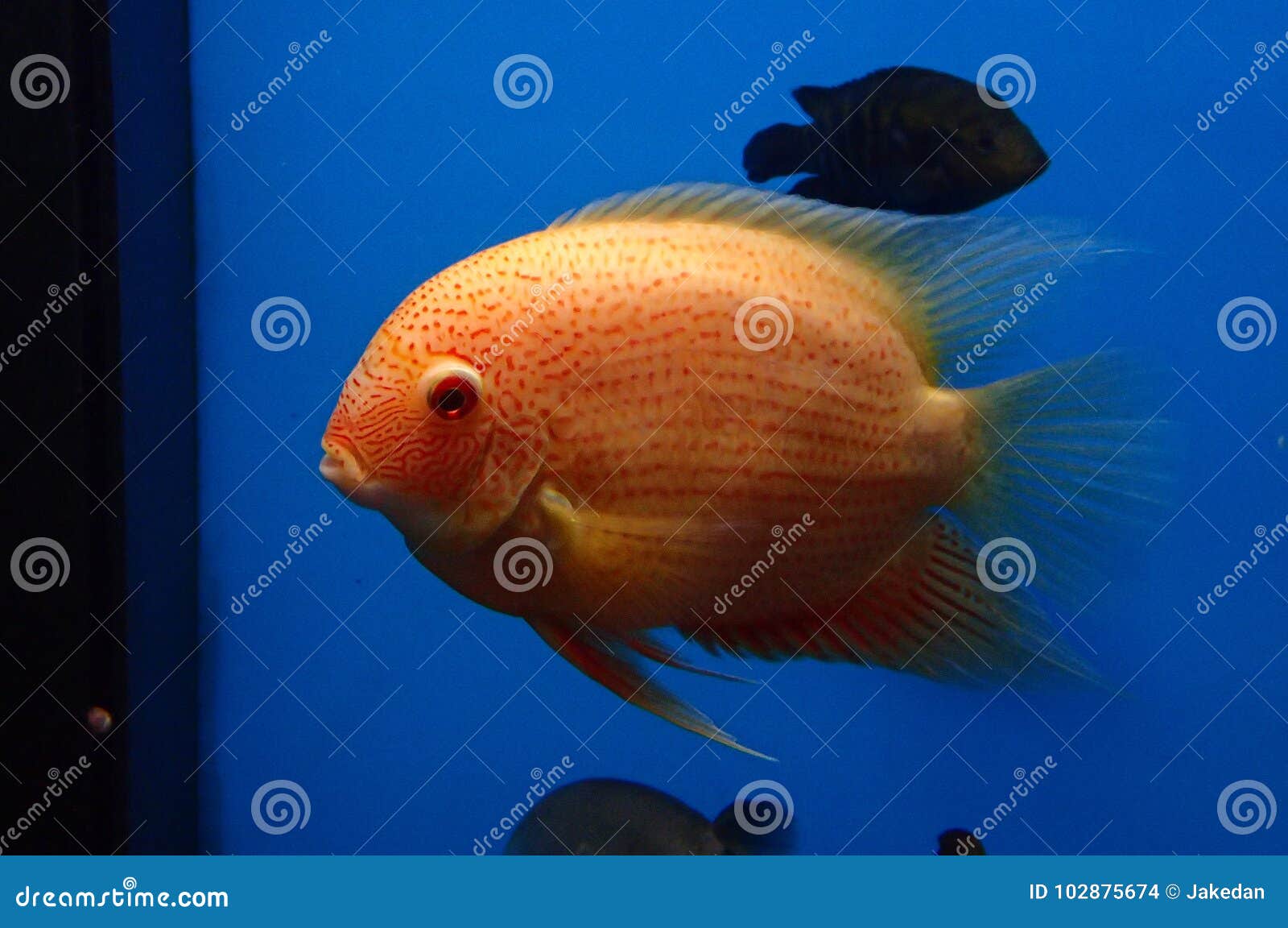 Pink fish stock photo. Image of fauna, pink, aquarium - 102875674