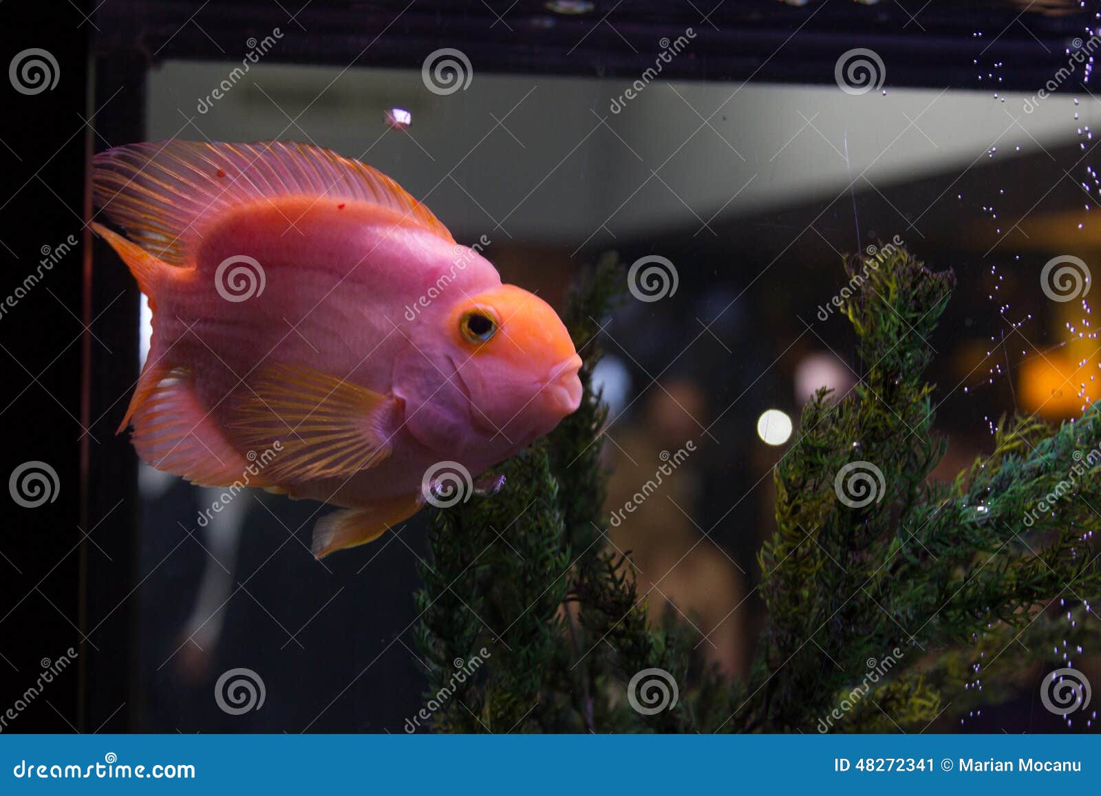 Pink fish stock image. Image of nature, tank, goldfish - 48272341