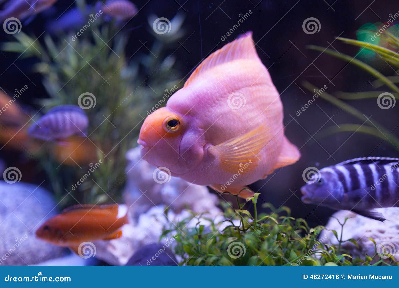Pink fish stock photo. Image of underwater, water, swim - 48272418