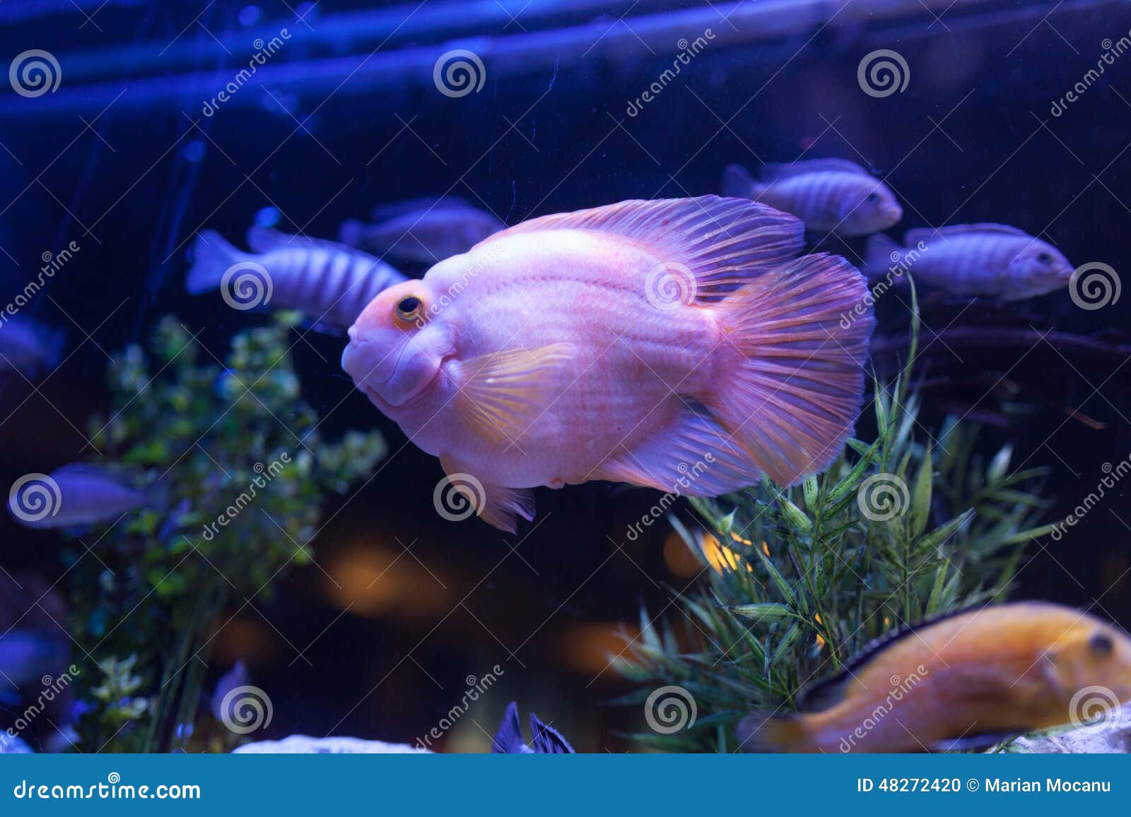 Pink fish stock photo. Image of aquarium, pink, sealife - 48272420