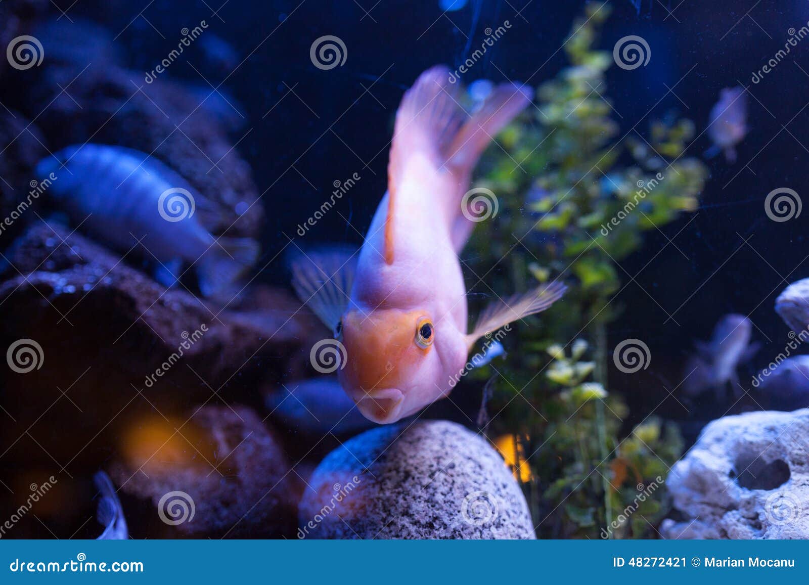 Pink fish stock image. Image of wildlife, sealife, swimming - 48272421