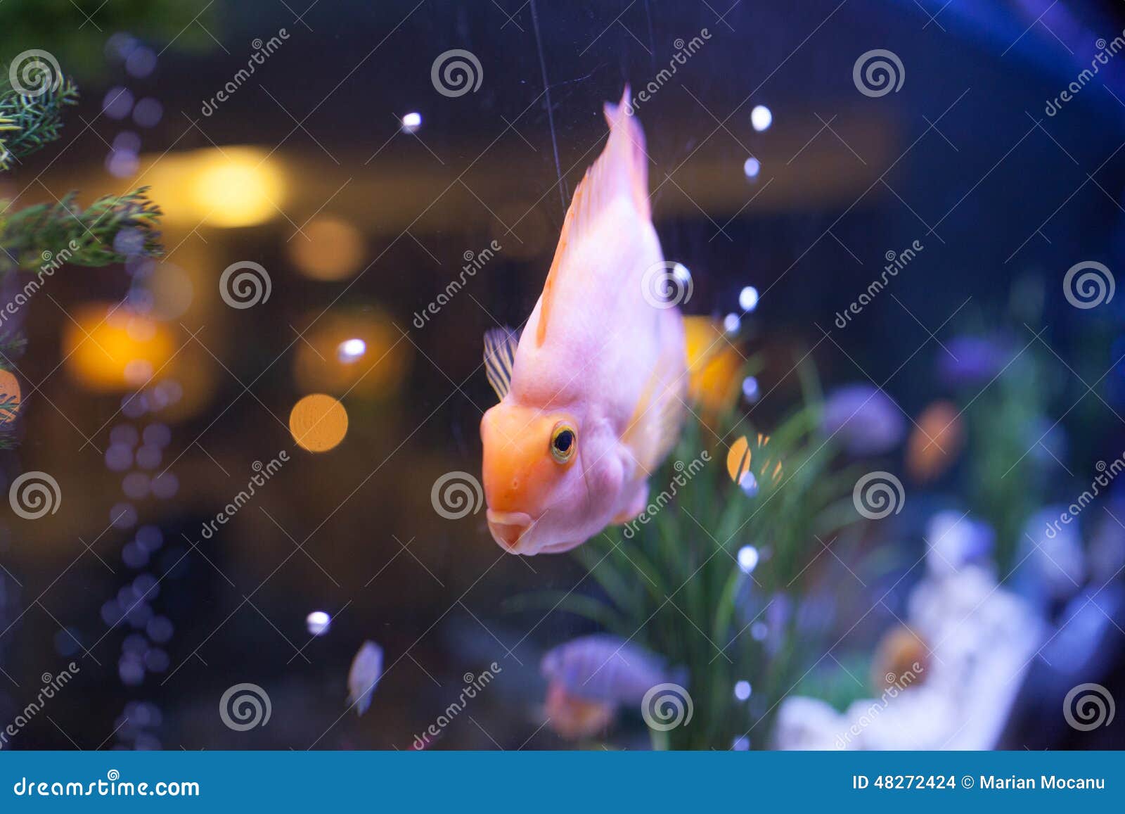 Pink fish stock photo. Image of ocean, sealife, wildlife - 48272424