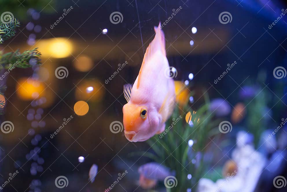 Pink fish stock photo. Image of ocean, sealife, wildlife - 48272424