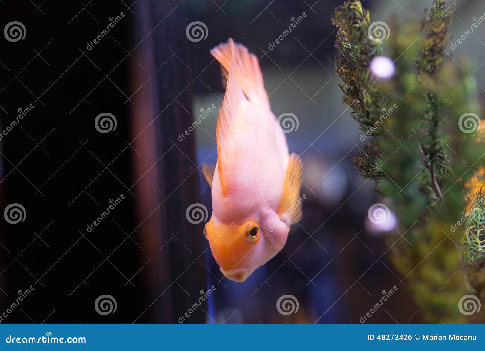 Pink fish stock photo. Image of water, guppy, guppie - 48272426