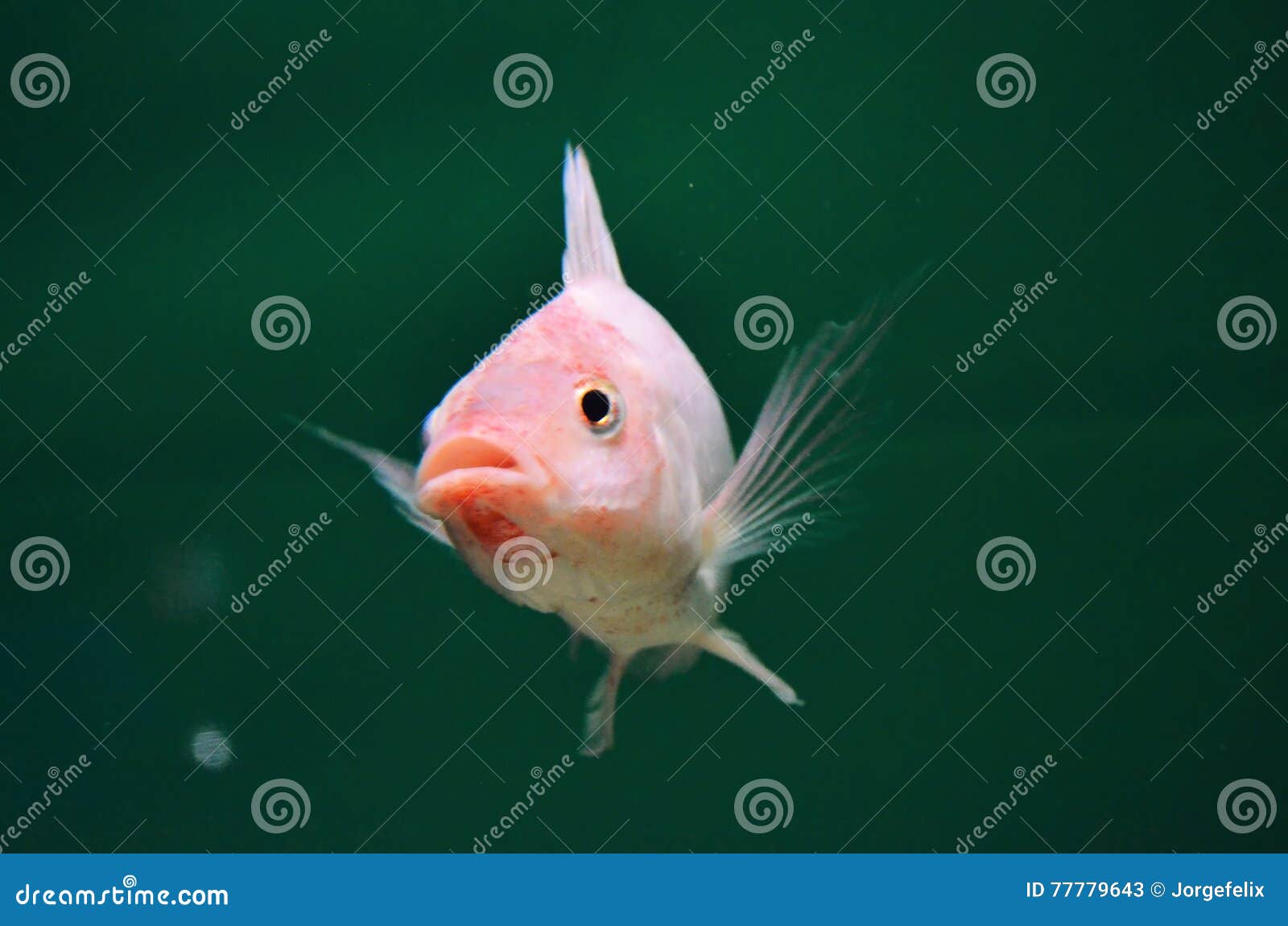 Pink fish stock image. Image of animal, wild, aquatic - 77779643