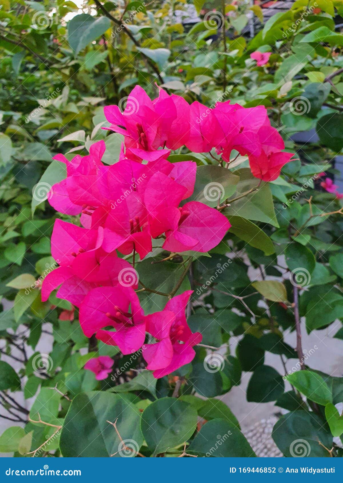 Pink Flamboyant Flowers in the Yard Stock Photo - Image of flamboyant ...