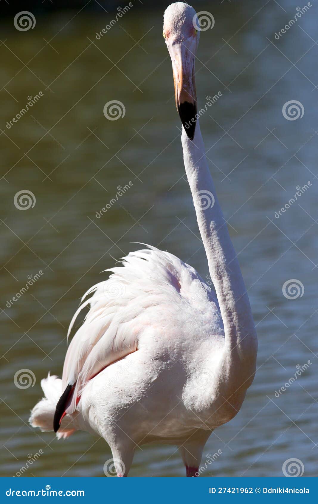 Pink Flamigo stock photo. Image of flamingo, fauna, desert - 27421962
