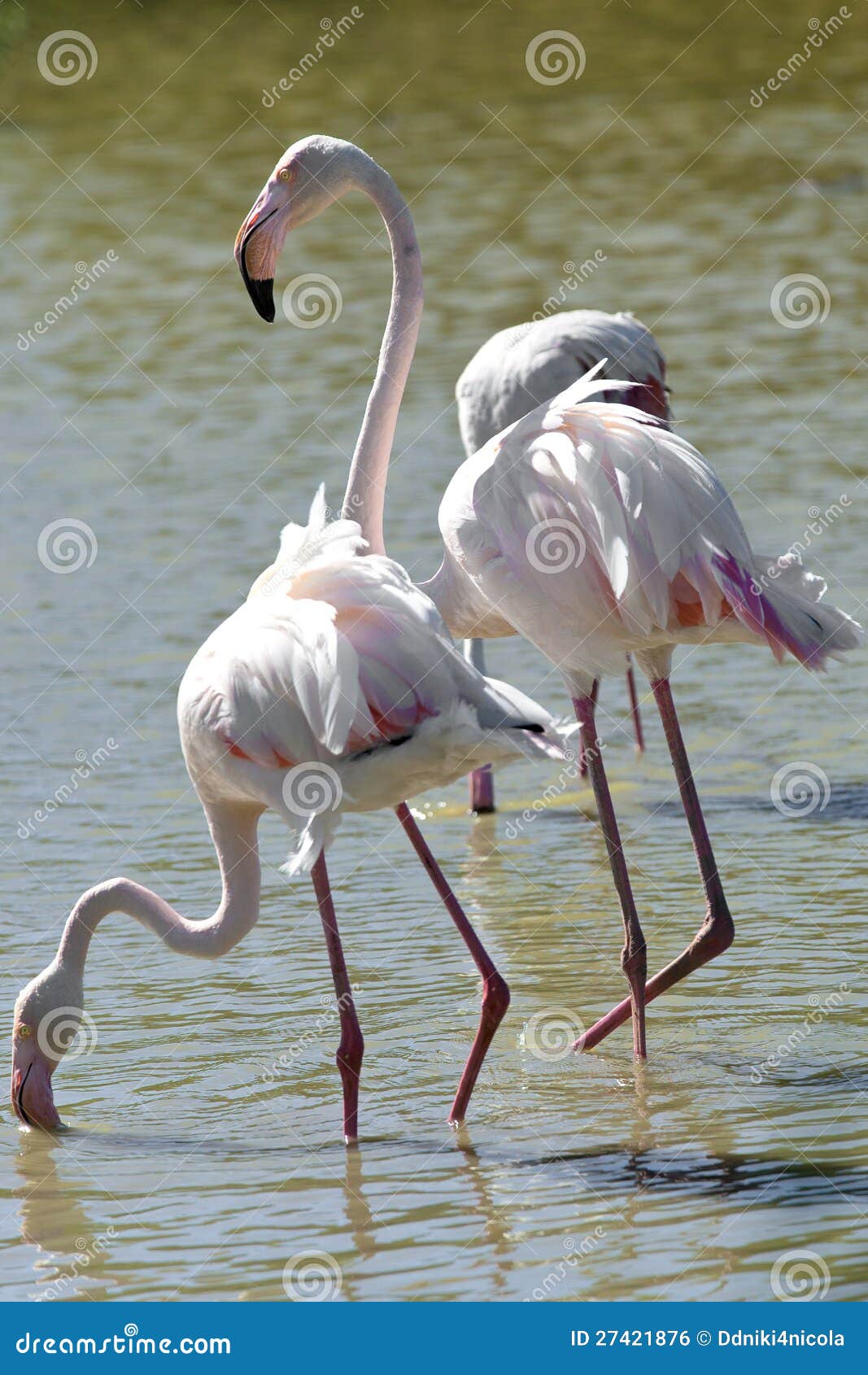 Pink Flamigos stock photo. Image of flamingo, season - 27421876