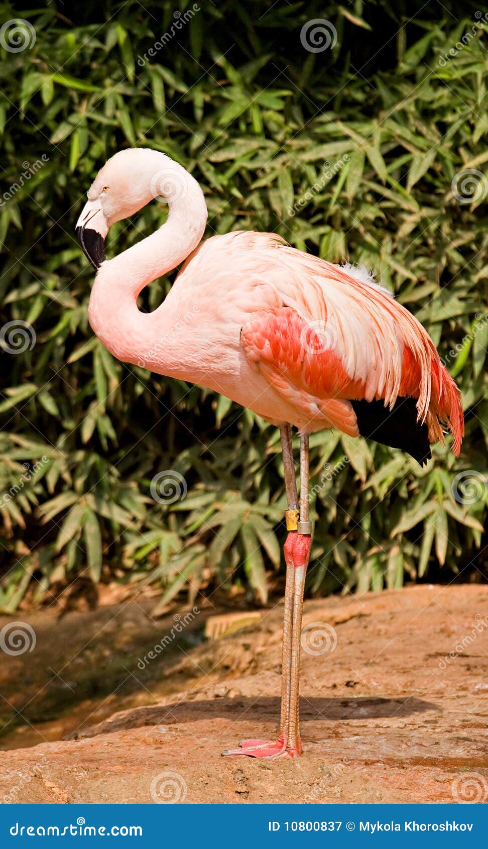 Pink flamingo stock image. Image of africa, rift, lake - 10800837
