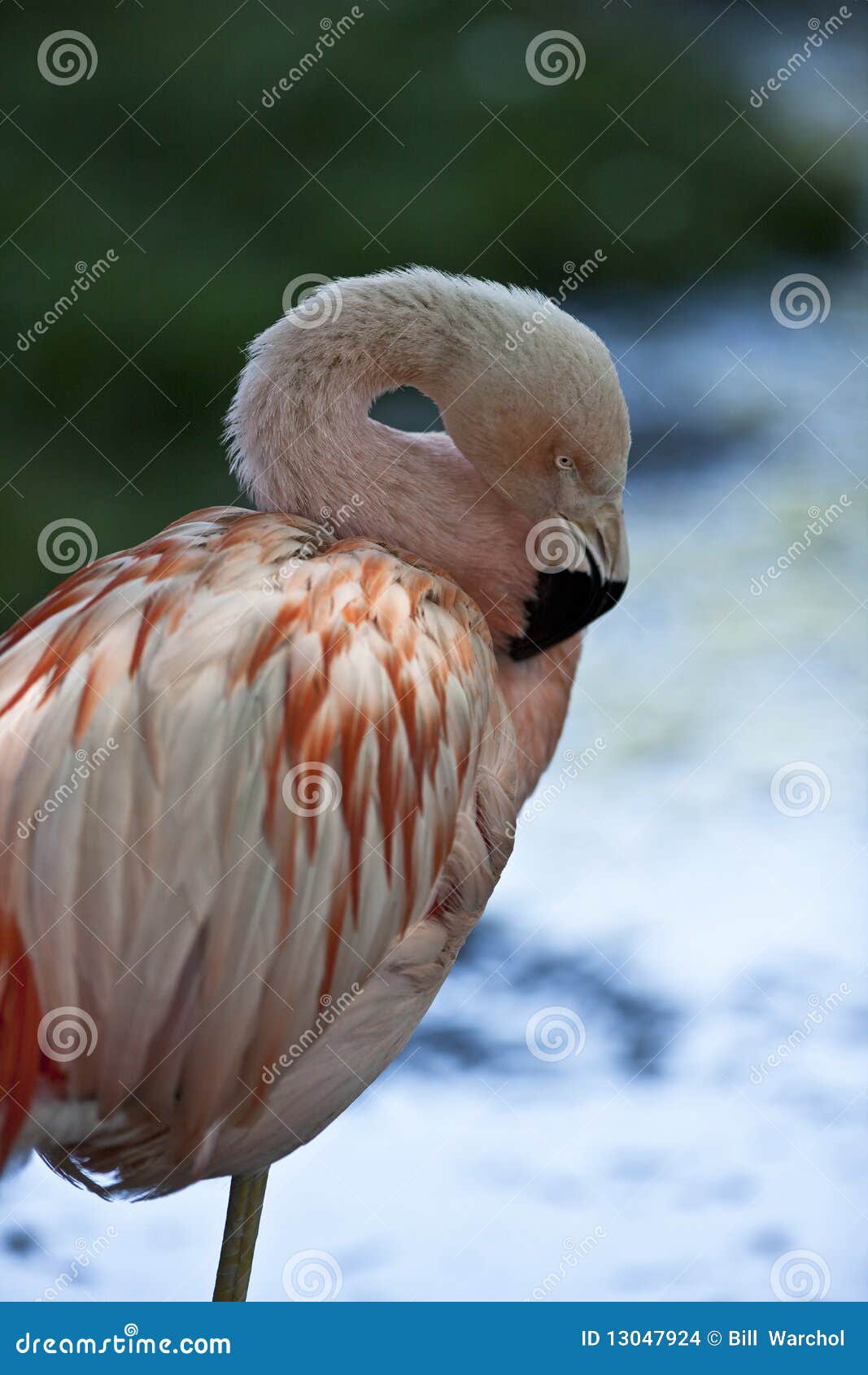 Pink Flamingo stock photo. Image of close, common, bushy - 13047924