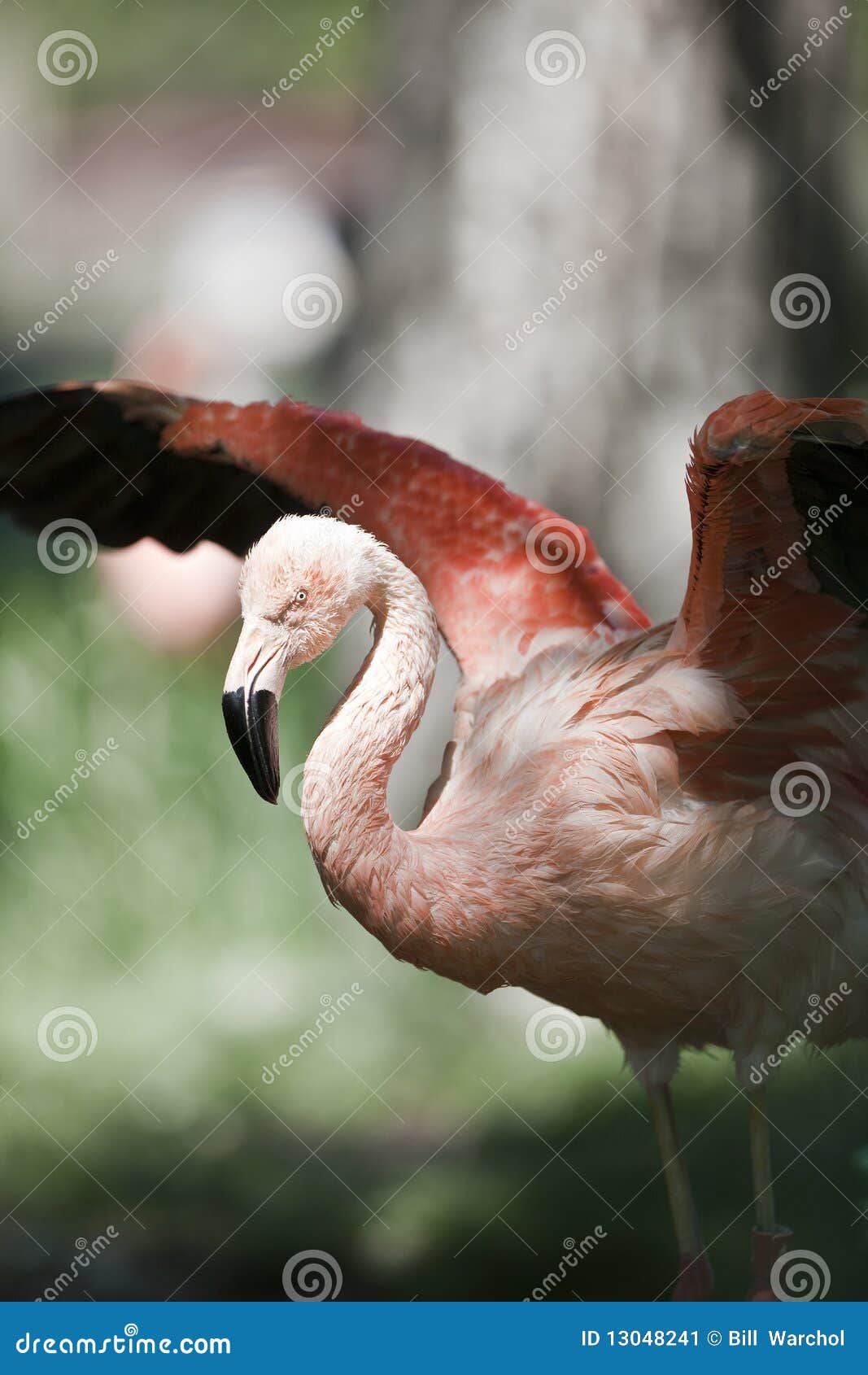 Pink Flamingo stock image. Image of courtship, black - 13048241