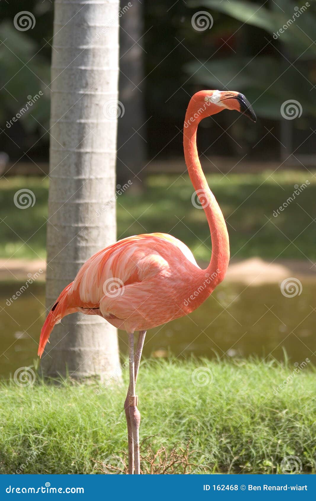 Pink flamingo stock photo. Image of profile, greater, pink - 162468