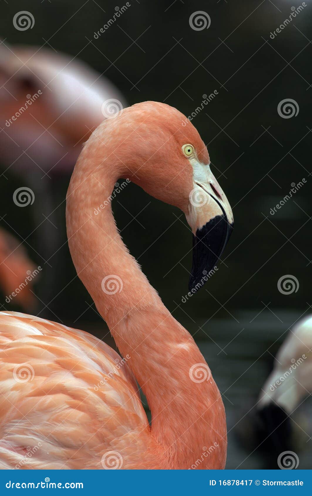 Pink flamingo stock image. Image of animal, park, flamingos - 16878417