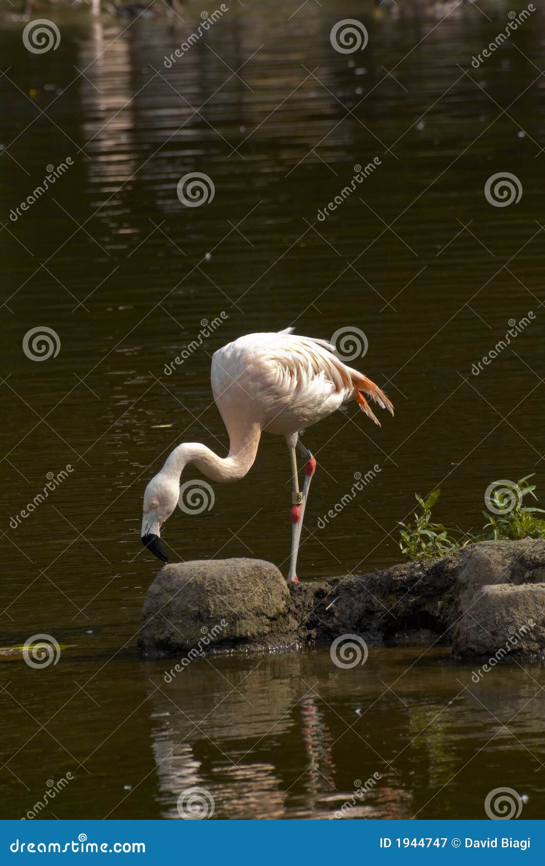 Pink Flamingo stock image. Image of environment, twilight - 1944747 Pink Flamingo stock image. Image of environment, twilight - 1944747