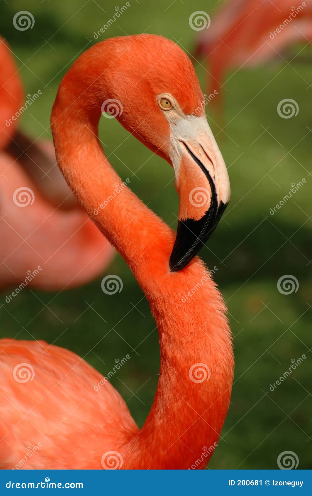 Pink Flamingo stock image. Image of beak, elegant, radiant - 200681