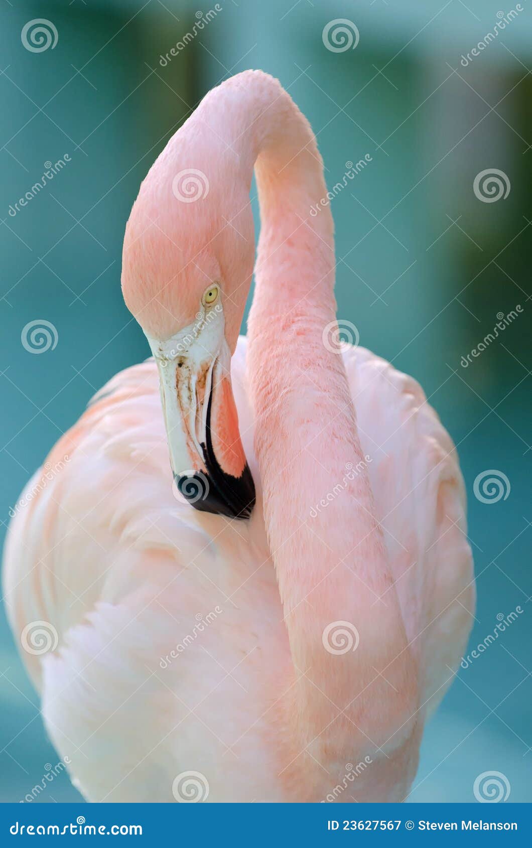 Pink Flamingo stock image. Image of wild, beck, pink - 23627567