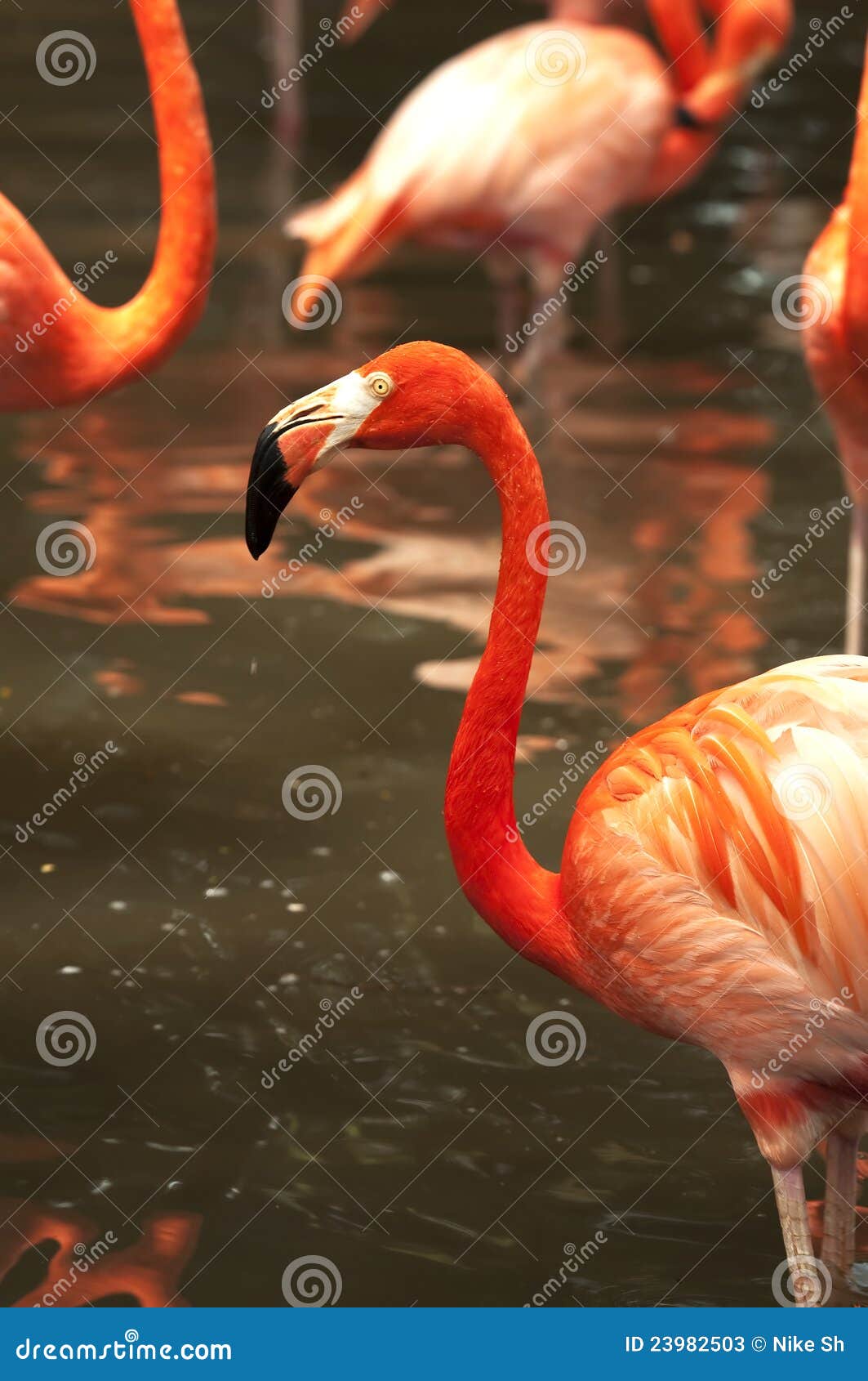 Pink Flamingo stock image. Image of long, nature, outdoor - 23982503