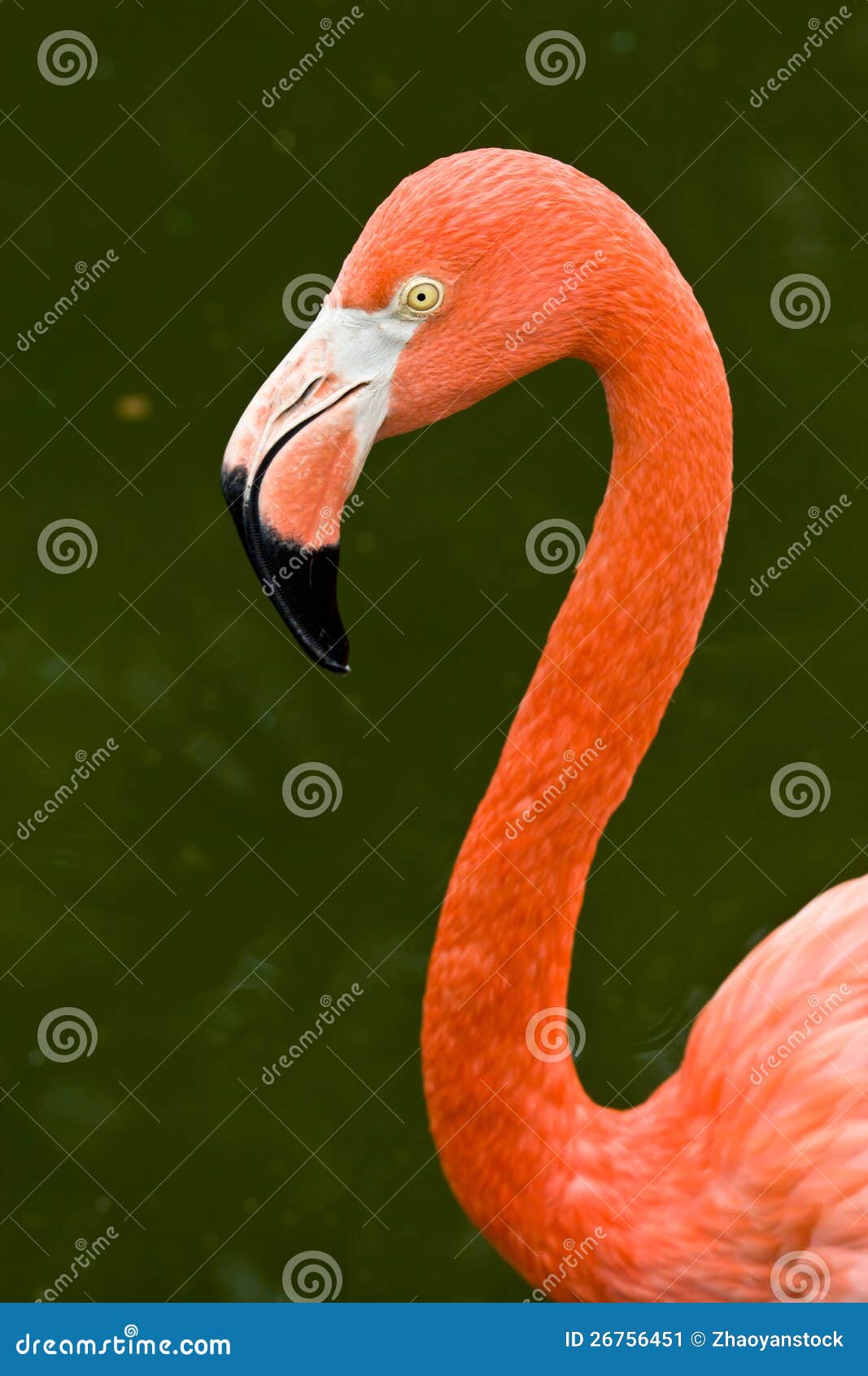 Pink flamingo stock image. Image of close, beak, africa - 26756451