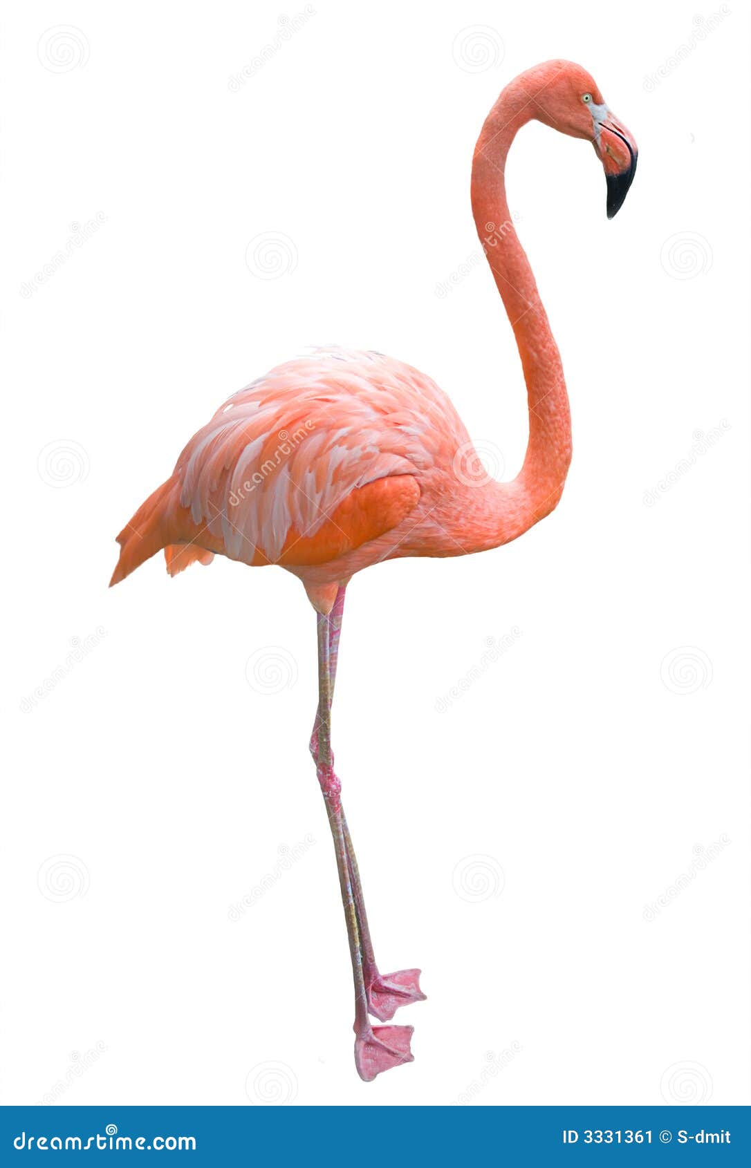 Pink flamingo. stock image. Image of africa, isolated - 3331361