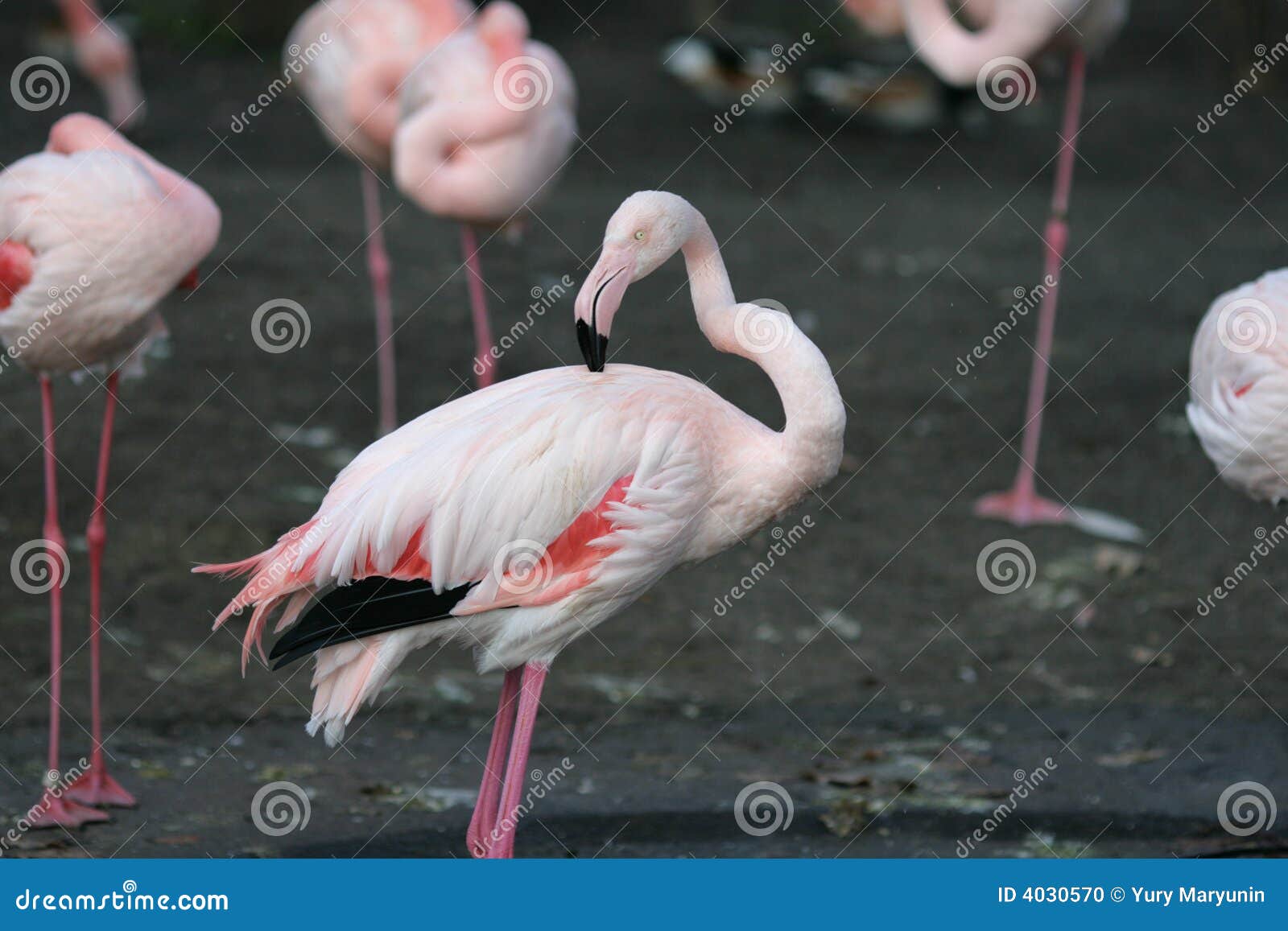 Pink flamingo stock photo. Image of bird, wings, flamingo - 4030570