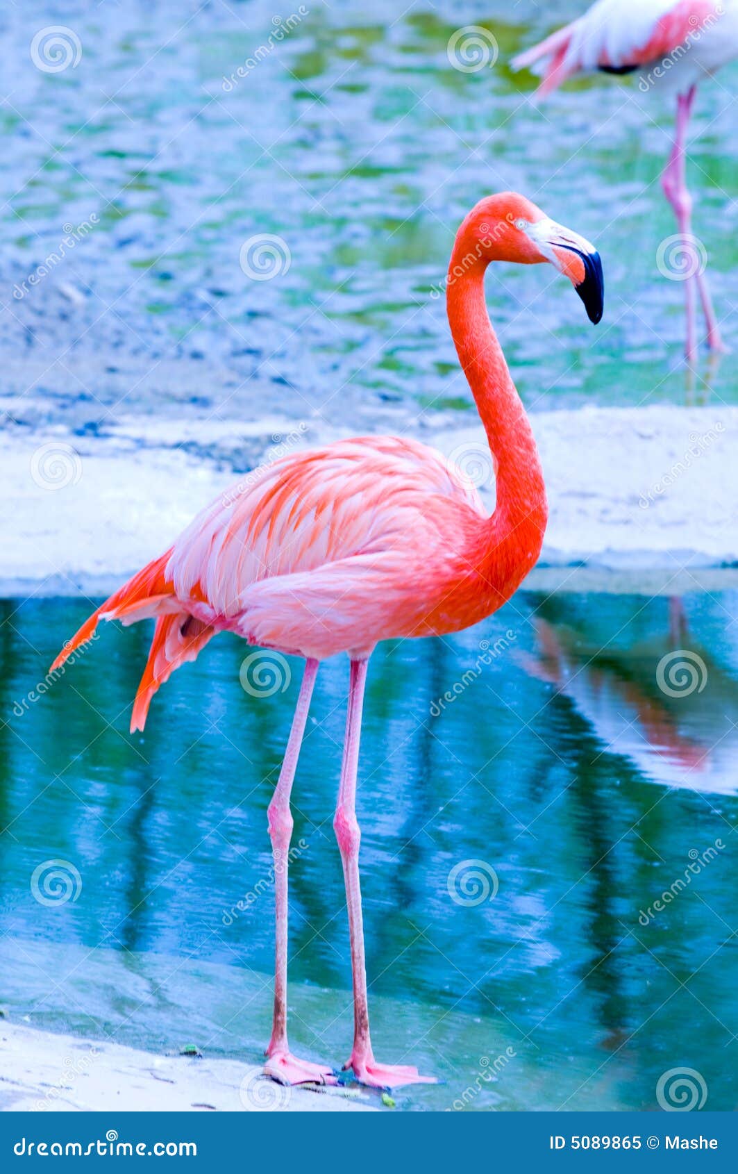 Pink flamingo stock image. Image of neck, orange, long - 5089865