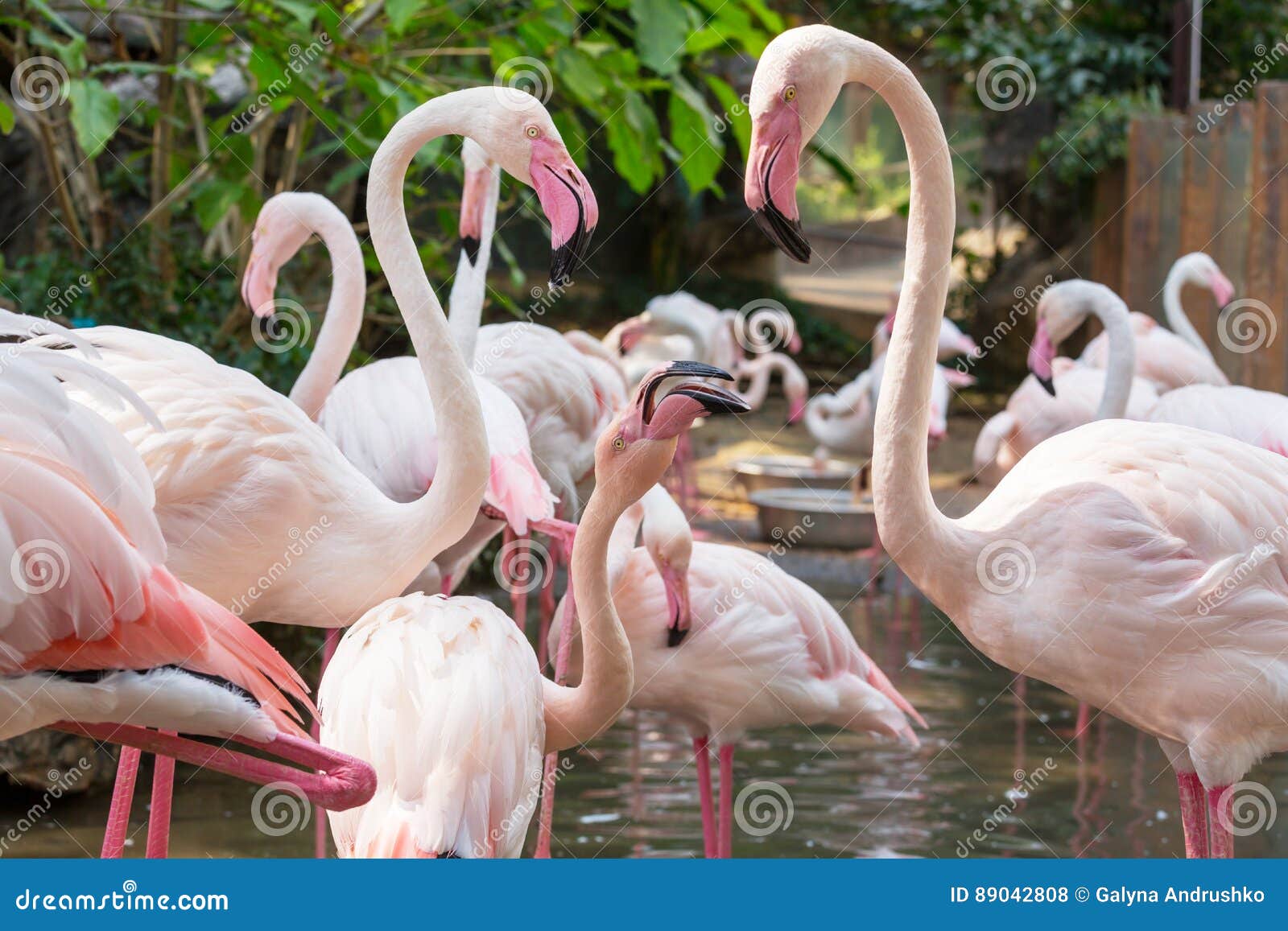 Pink flamingo stock photo. Image of south, flamingos - 89042808