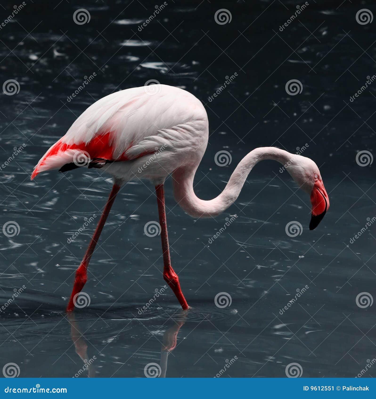Pink Flamingo Picture. Image: 9612551
