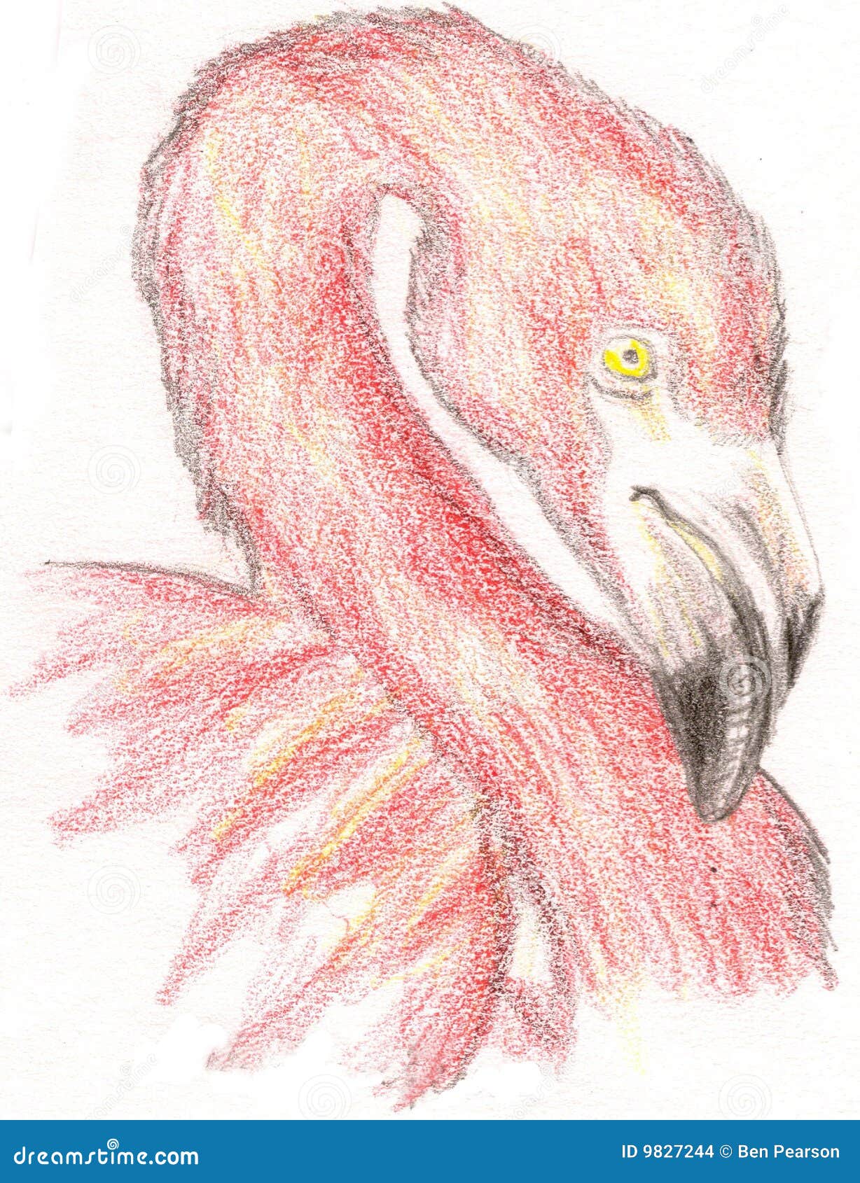 Pink Flamingo stock illustration. Illustration of drawing - 9827244