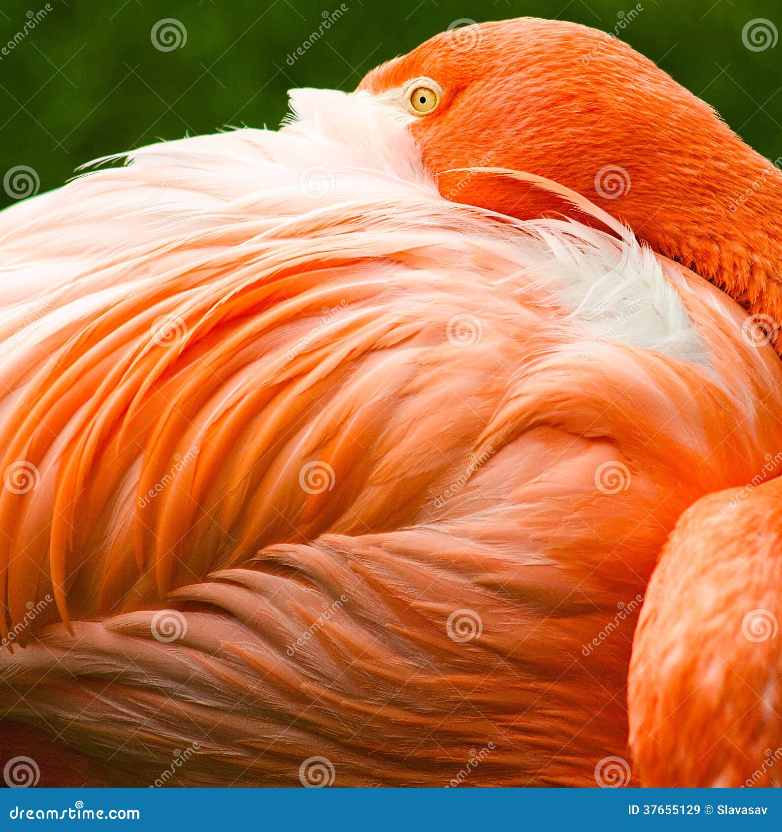 Pink Flamingo stock image. Image of flamingo, fire, nature - 37655129
