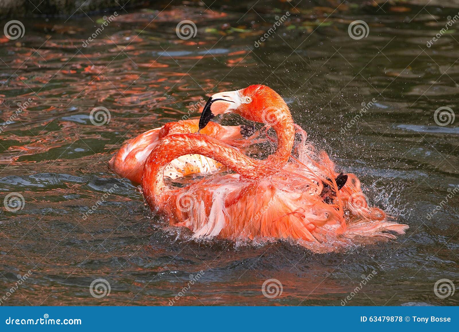 Pink Flamingo Bathing & Splashing Stock Photo - Image of wildlife, bird ...