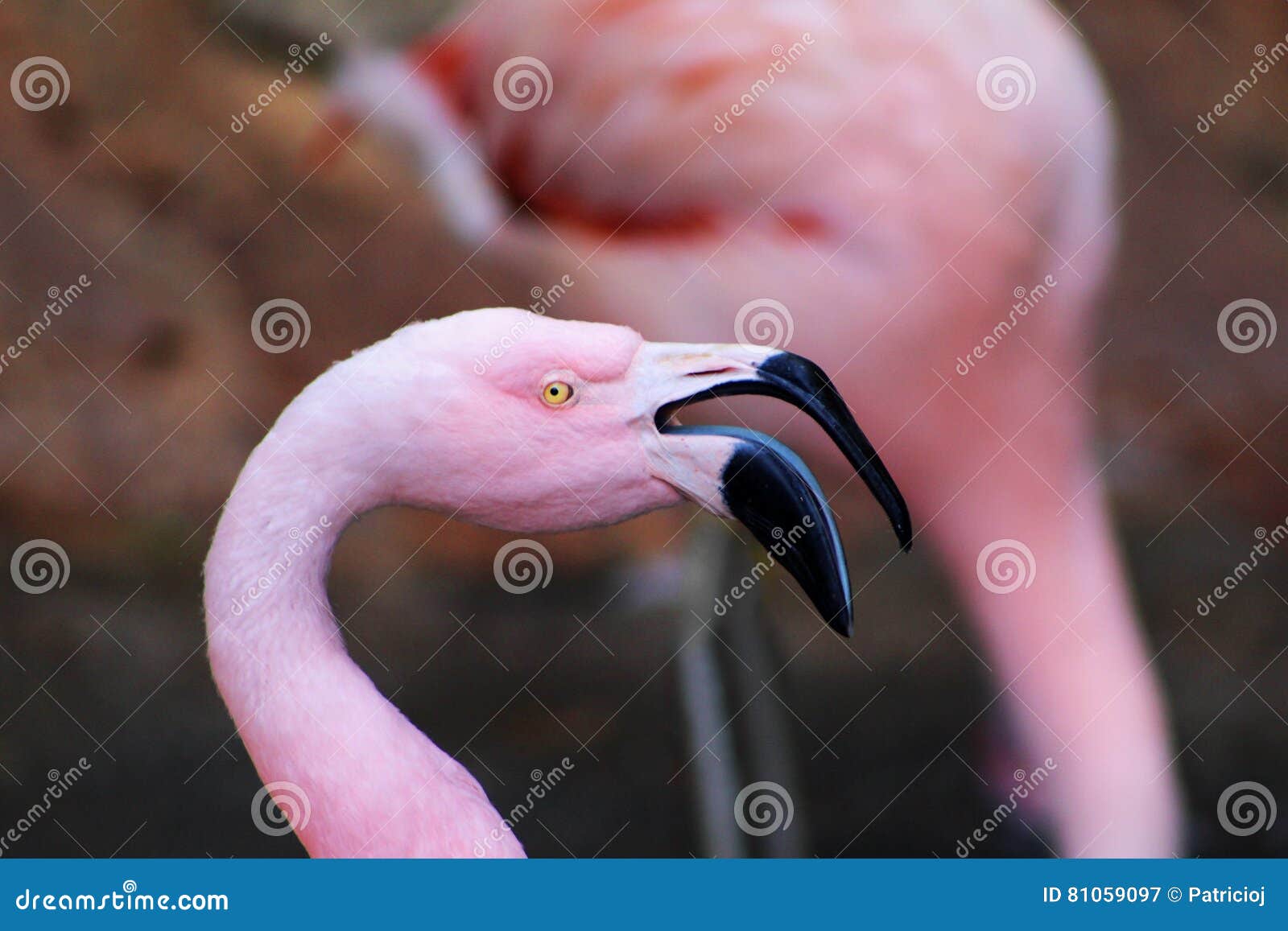 Pink Flamingo with Beak Open Stock Image - Image of copyspace, head ...