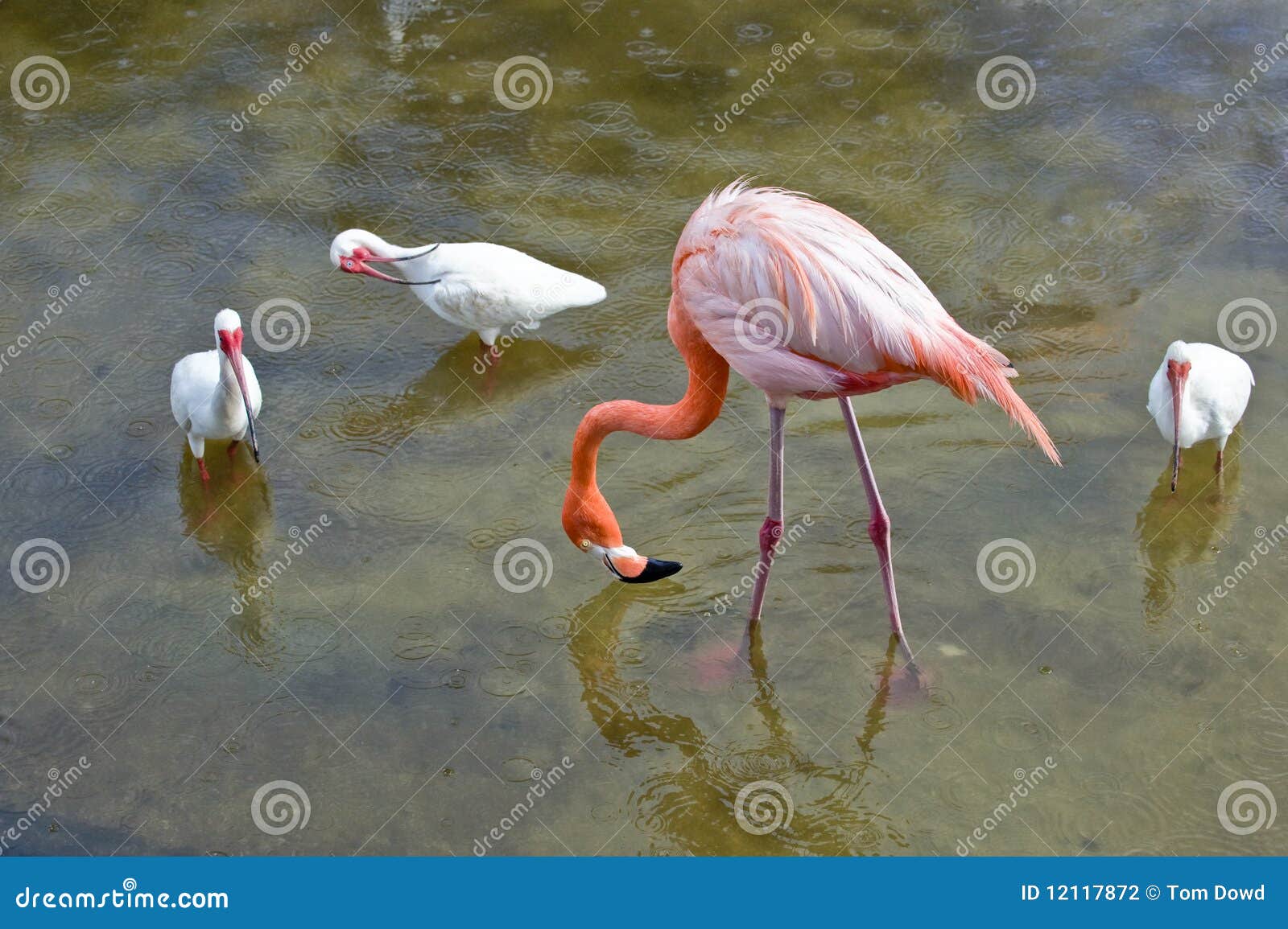 Pink Flamingo bird stock photo. Image of outdoor, pink - 12117872