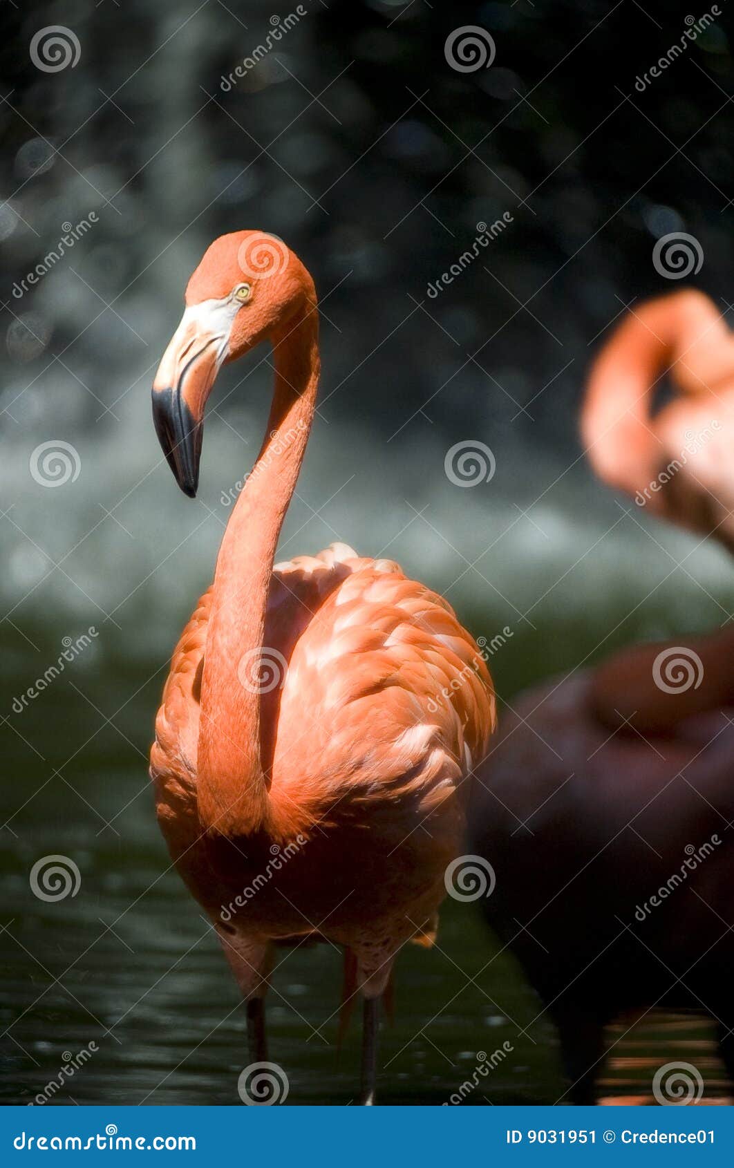 Pink Flamingo bird stock image. Image of standing, stood - 9031951