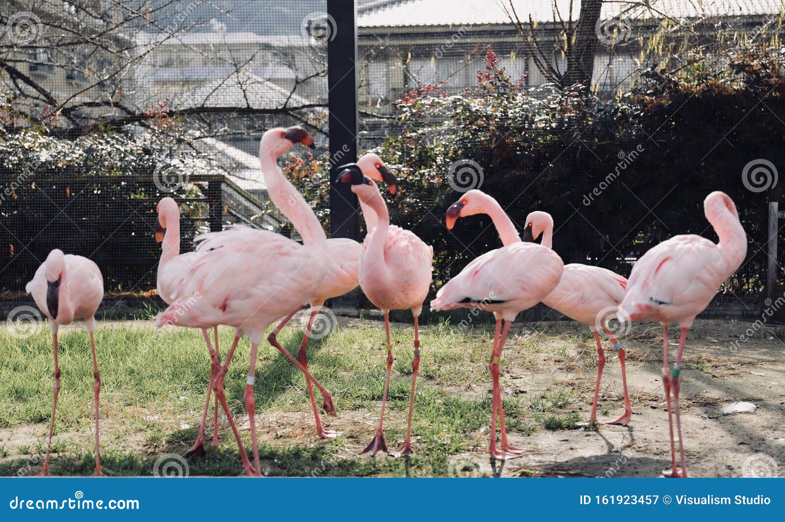 Pink Flamingo Bird in a Cage Stock Image - Image of fauna, yellow ...