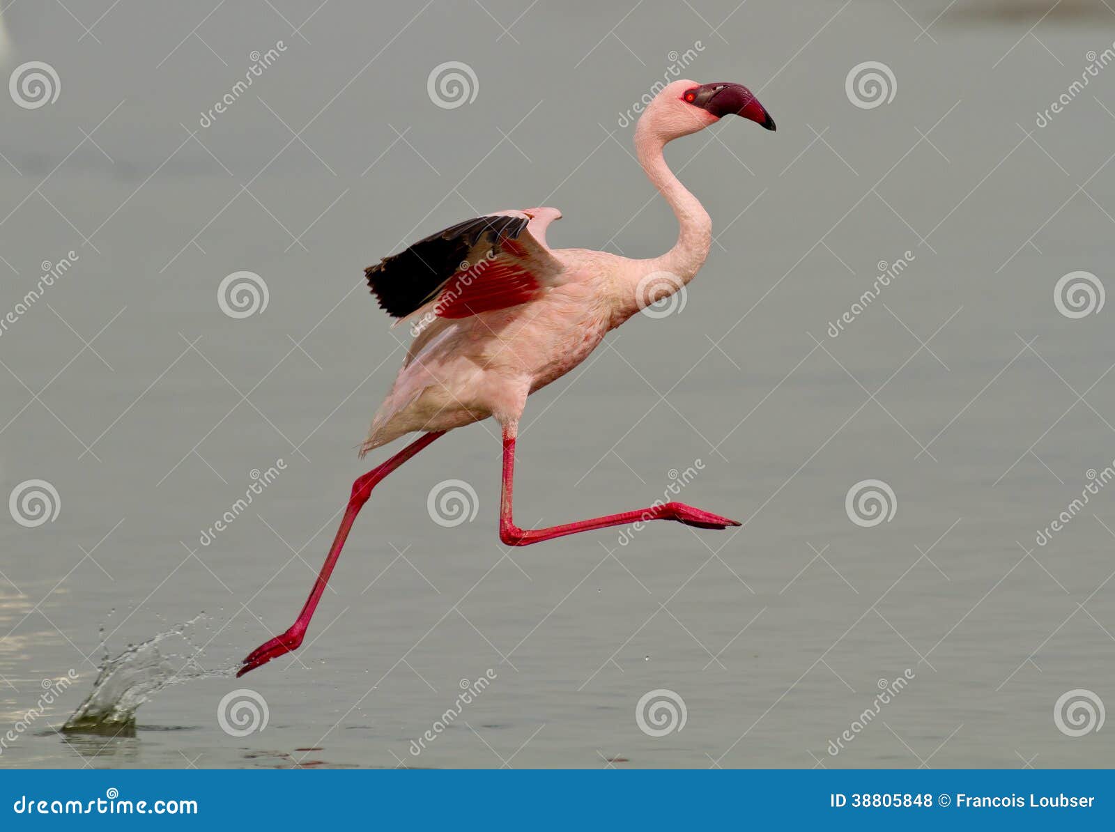 Flamingo Bird Relaxing / Sitting Down In The Grass Royalty-Free Stock ...