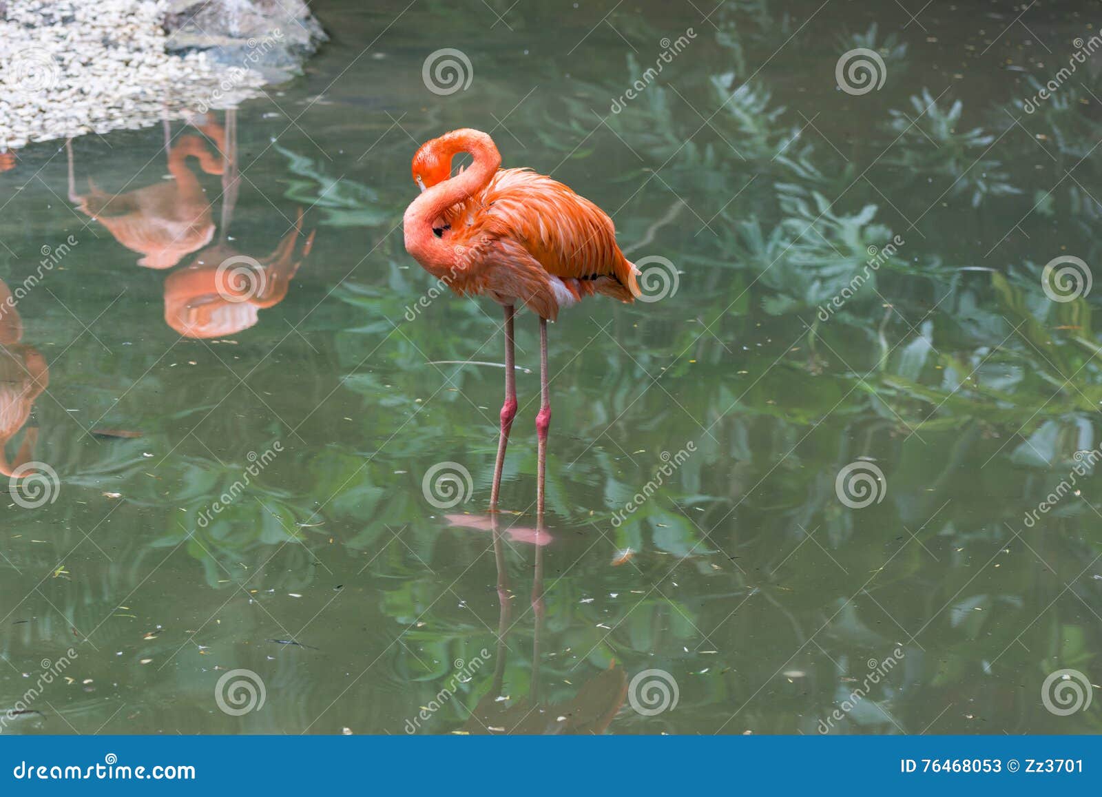 Scarlet-webbed Tree Frog Boana Rufitela Stock Photo | CartoonDealer.com ...