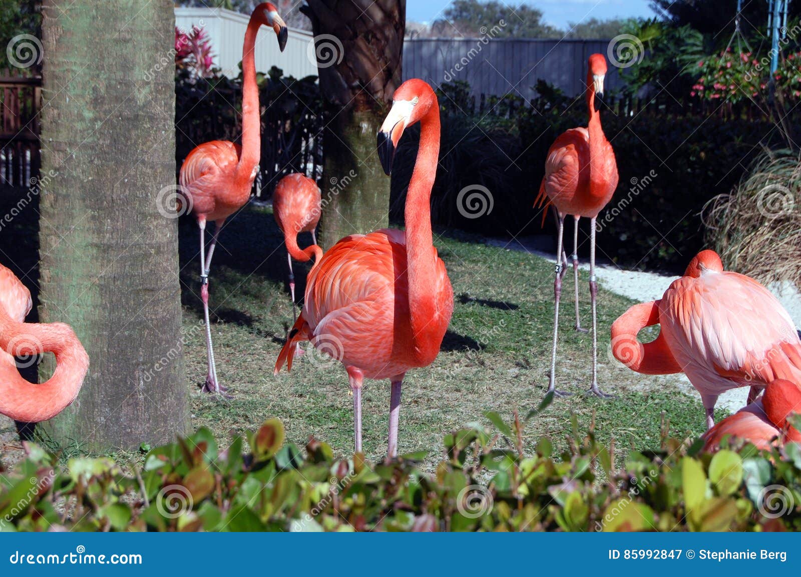 Pink Flamingo Birds stock image. Image of pink, bird - 85992847